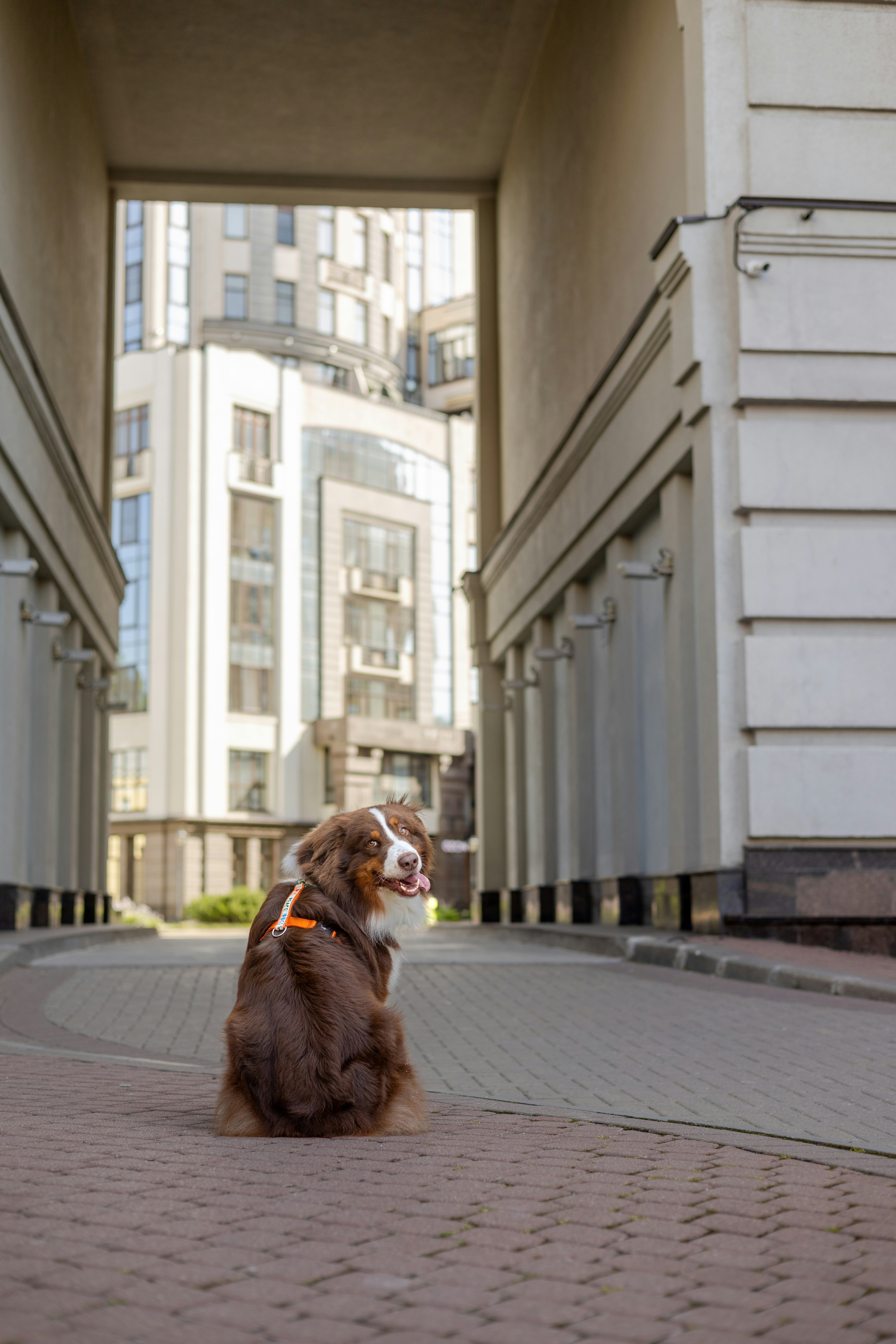 Australian Shepherd sitting on a paved city street between tall buildings. Dog looking back over its shoulder. | Brown australian shepherd dog sits on brick path.
