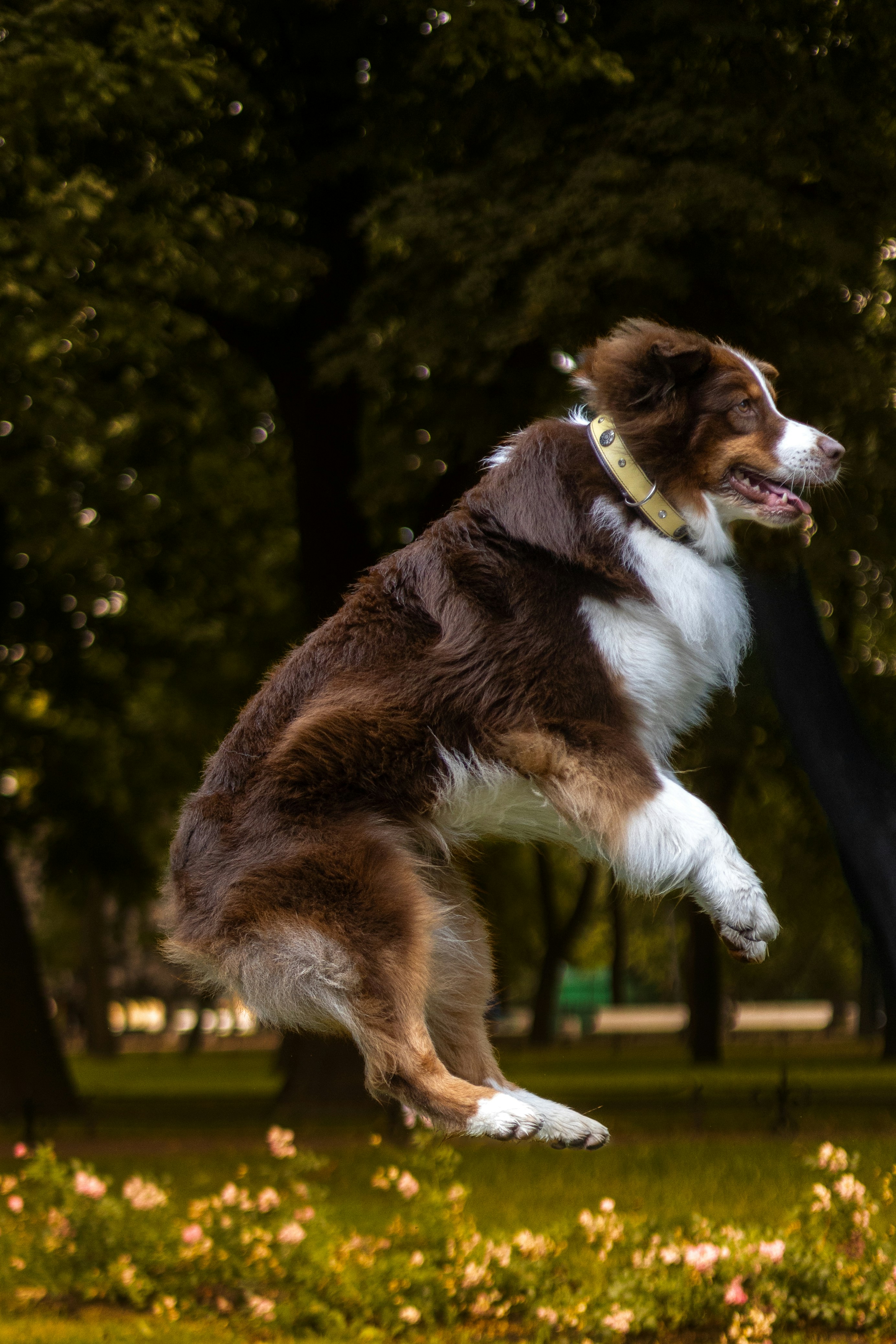 Energetic brown and white dog mid-air jump on vibrant green grass in a sunny park setting. Happy, active pet portrait. | A brown and white dog leaps in a park.