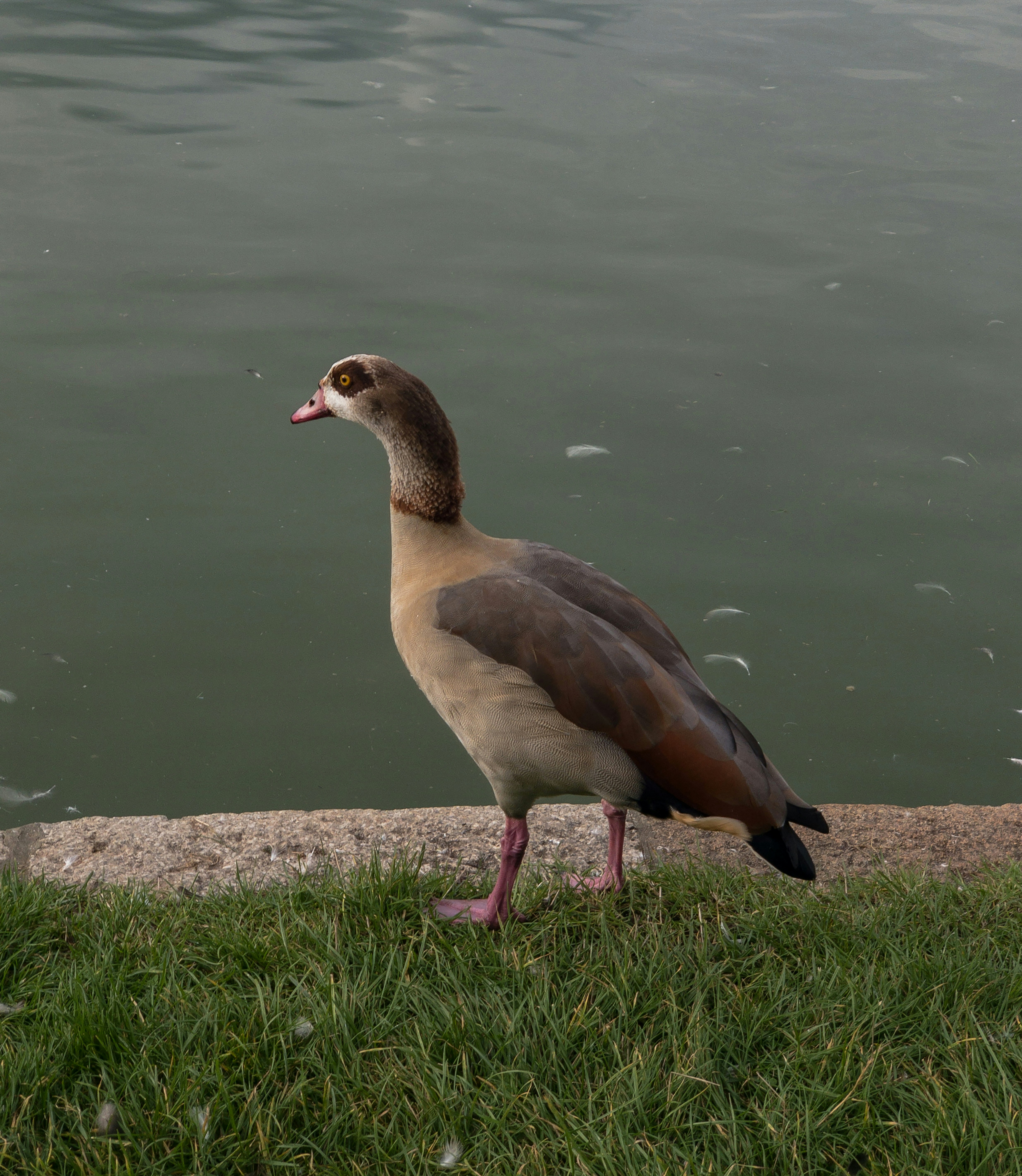 Graceful Presence by the Water's Edge