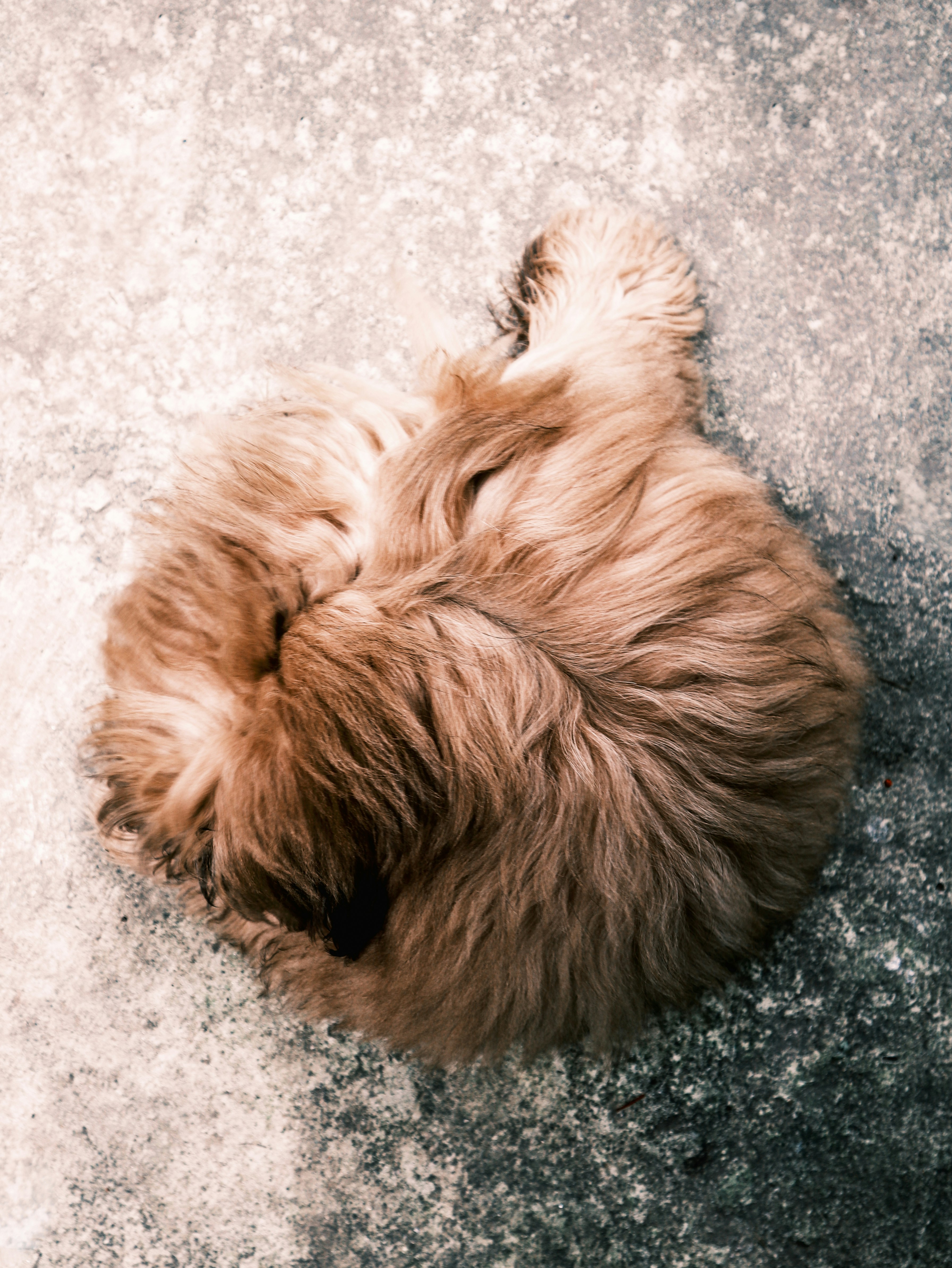 Fluffy brown dog curled up sleeping on concrete.