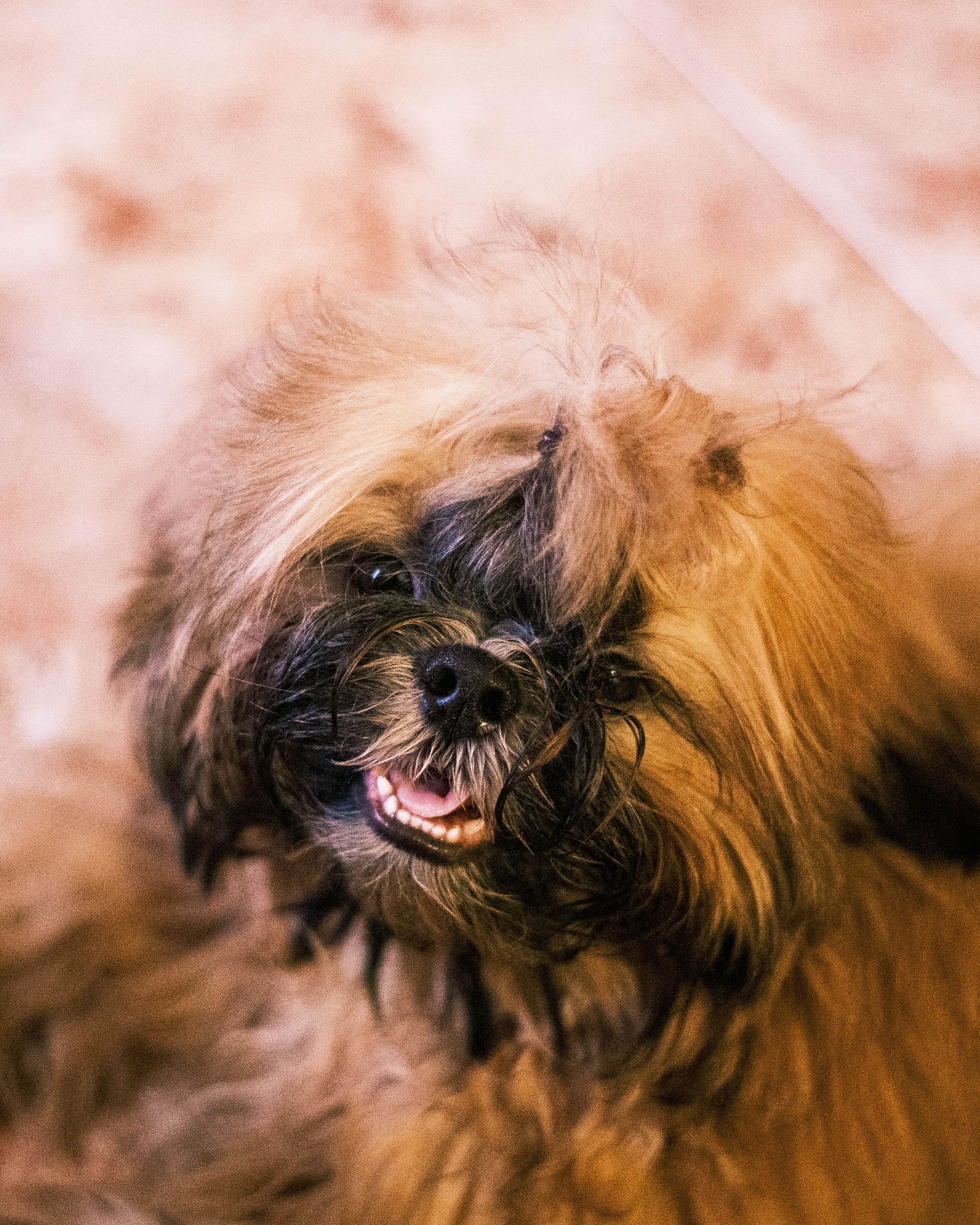 A fluffy brown dog looking up with mouth open.