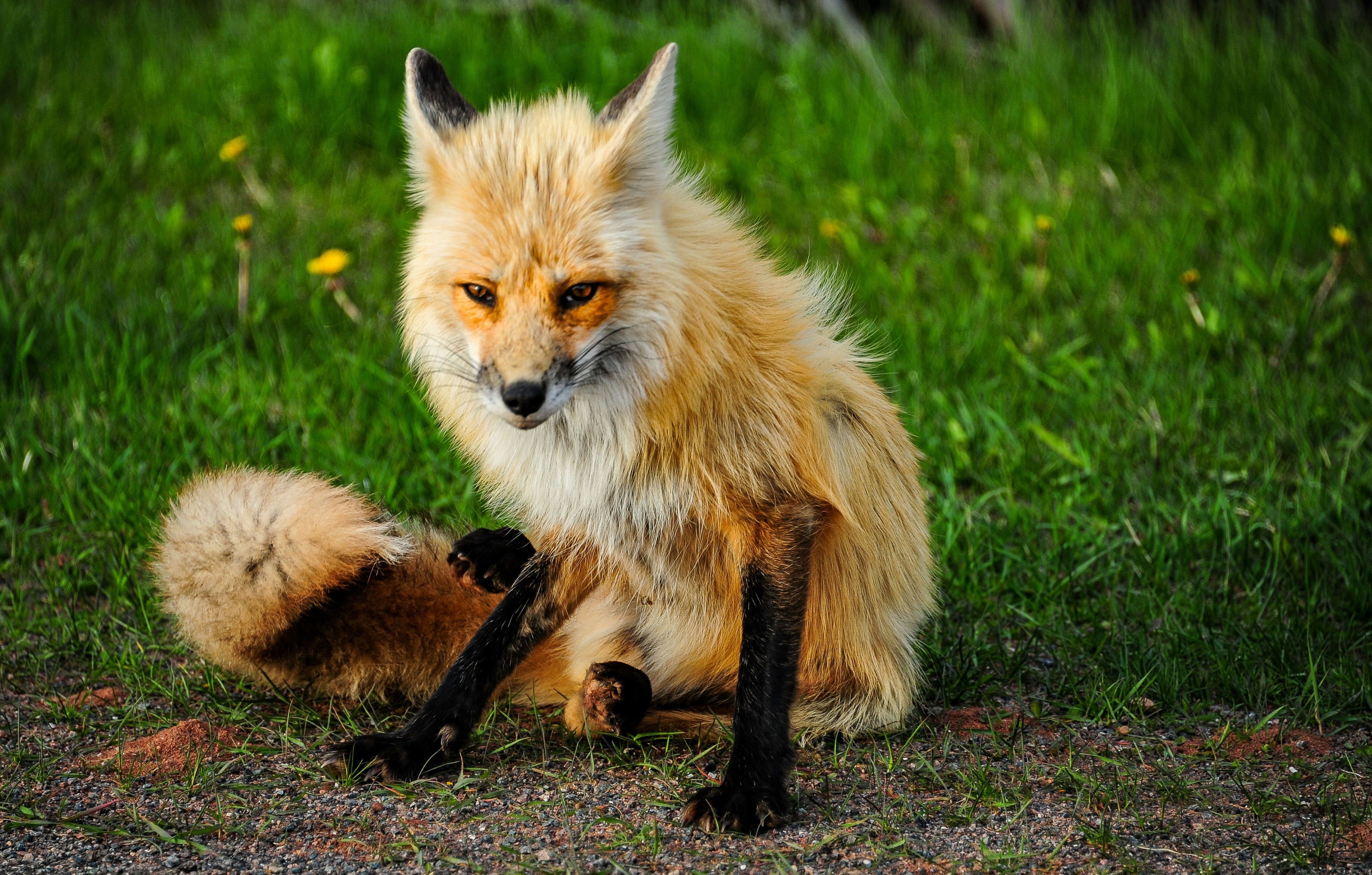 Curious little fox in the dawn of the day on Prince Edward Island, Canada | A red fox sits on the ground near grass.