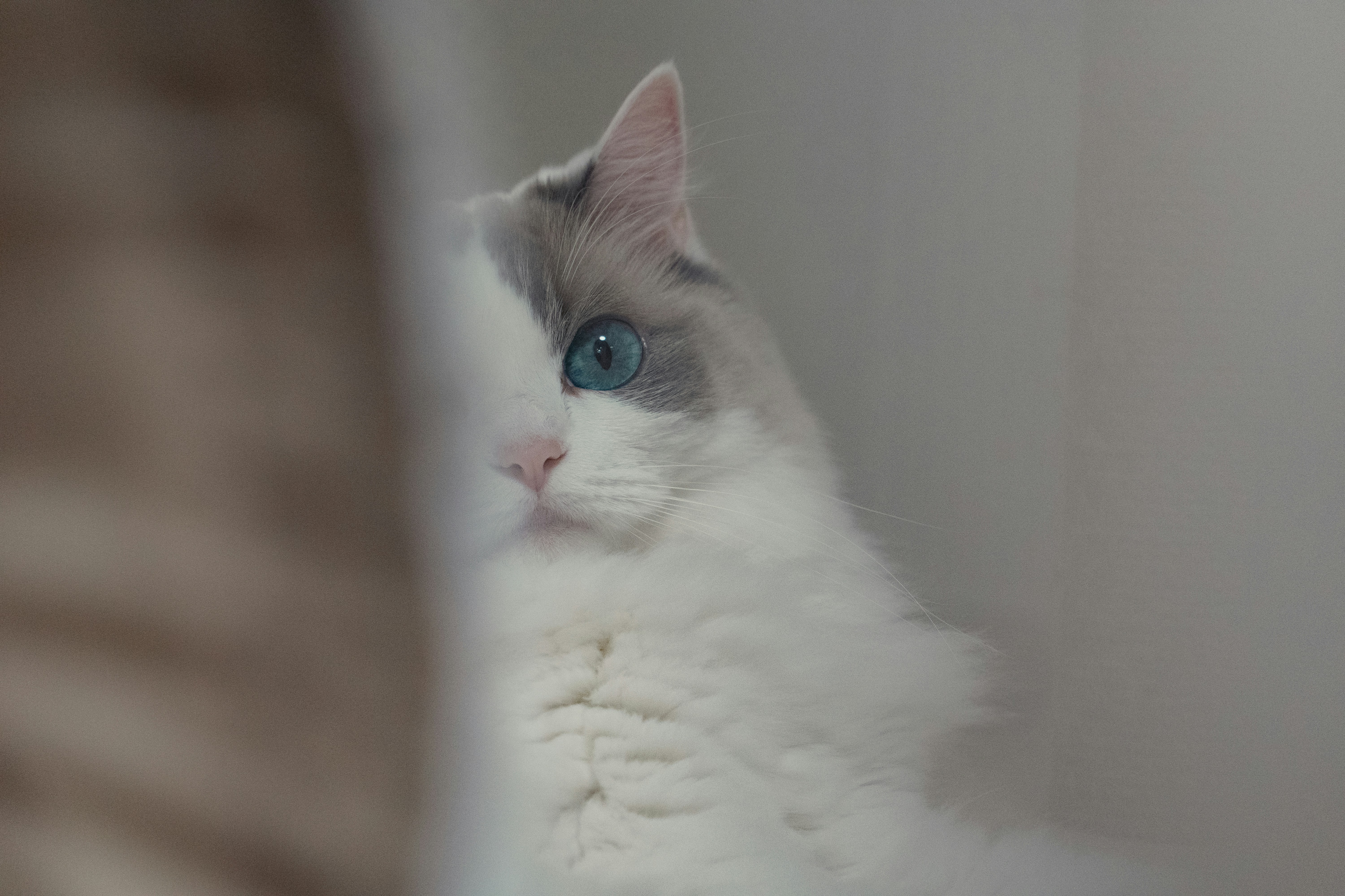 Whiskered Watcher in Soft Focus