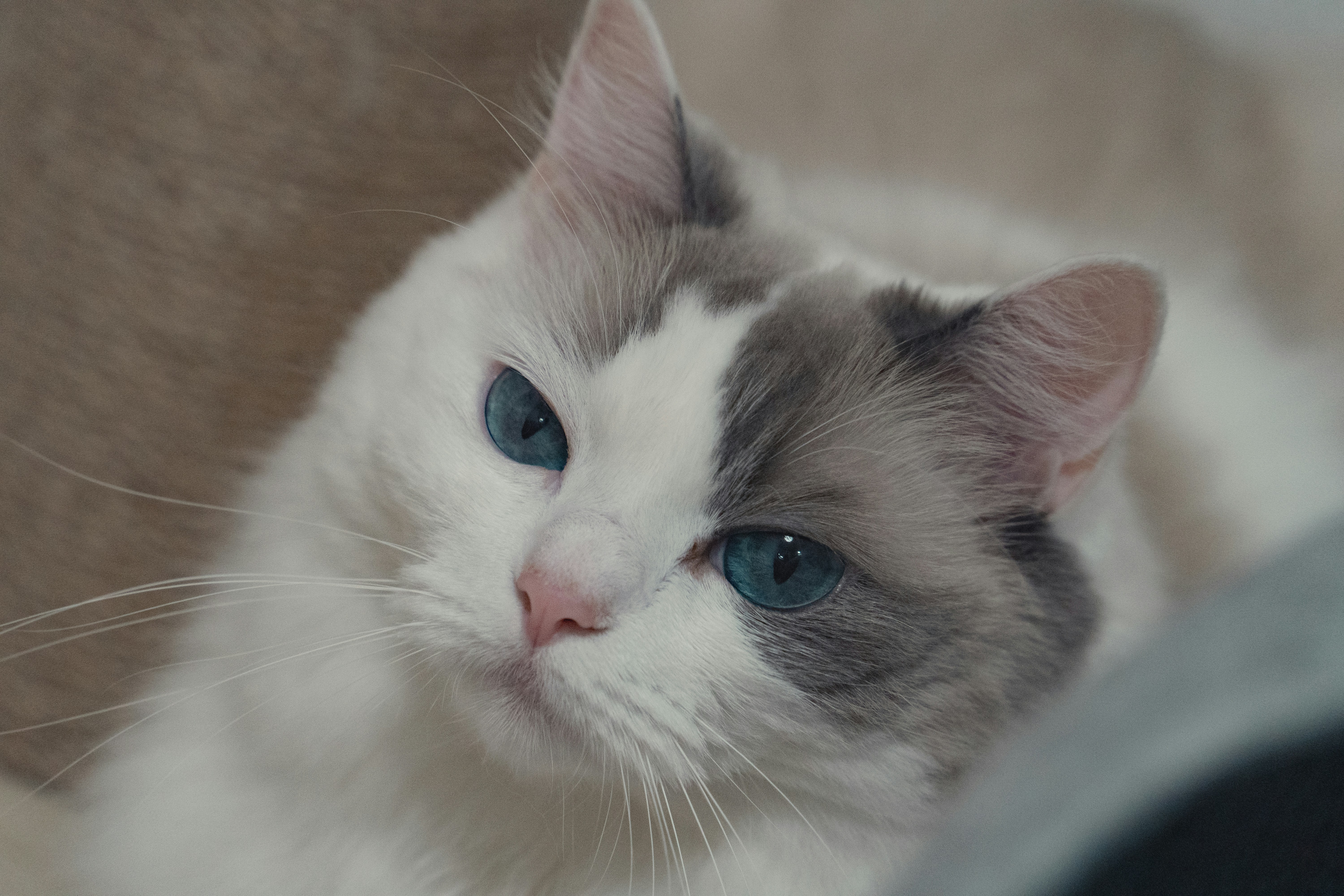 Whiskered Serenity: A Feline's Gaze