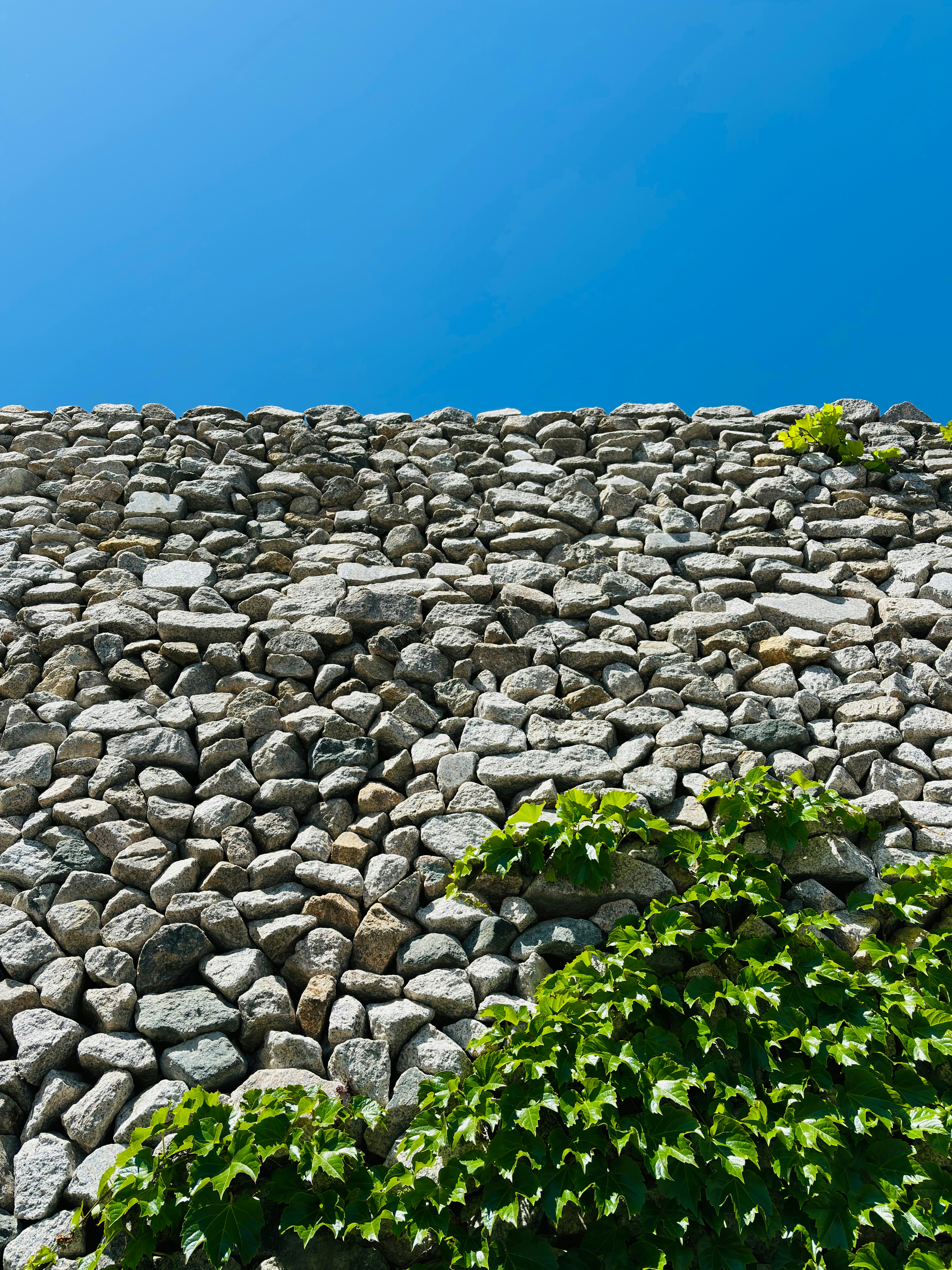 Stone wall with green ivy and blue sky