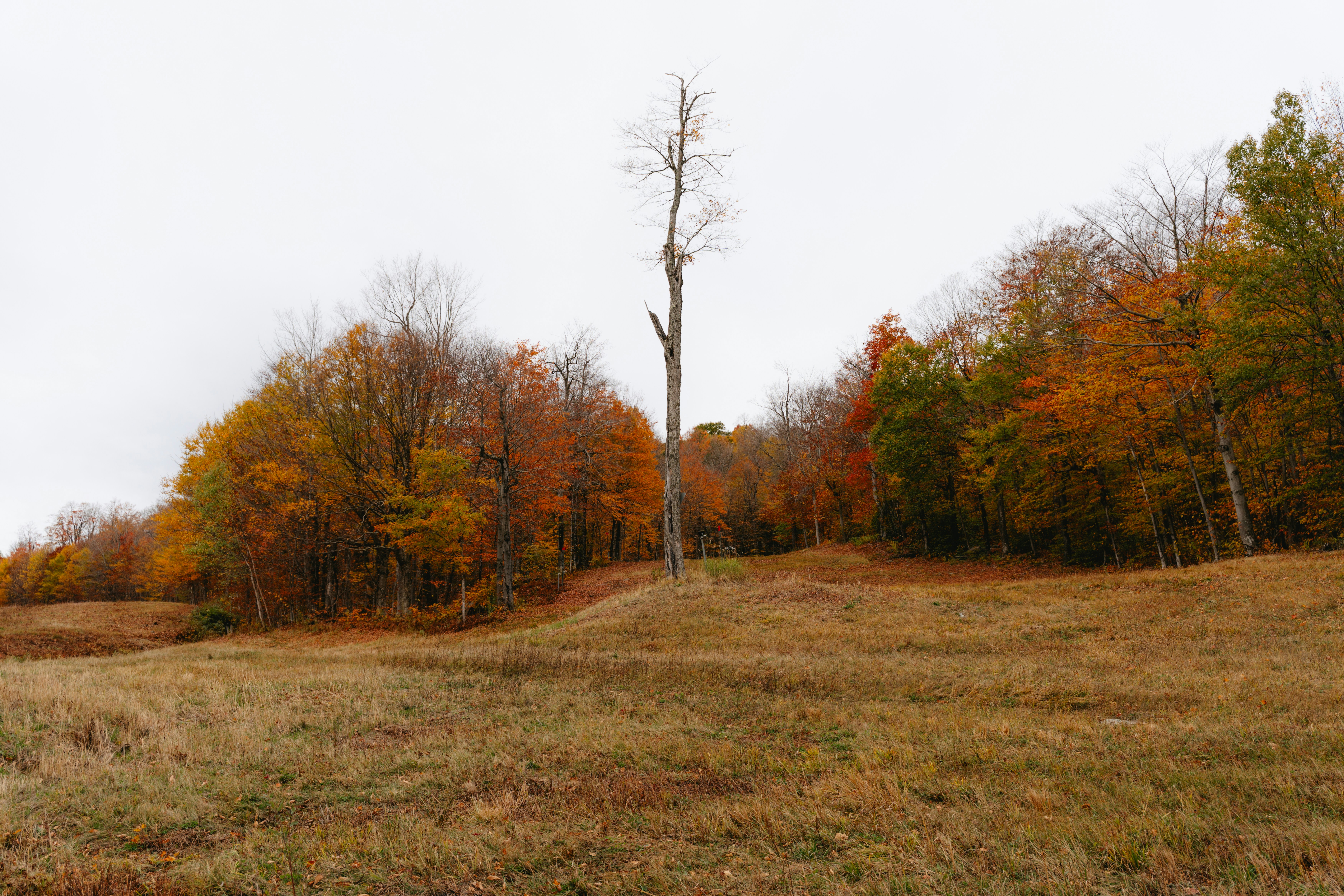 Bare tree stands in autumn forest with colorful foliage