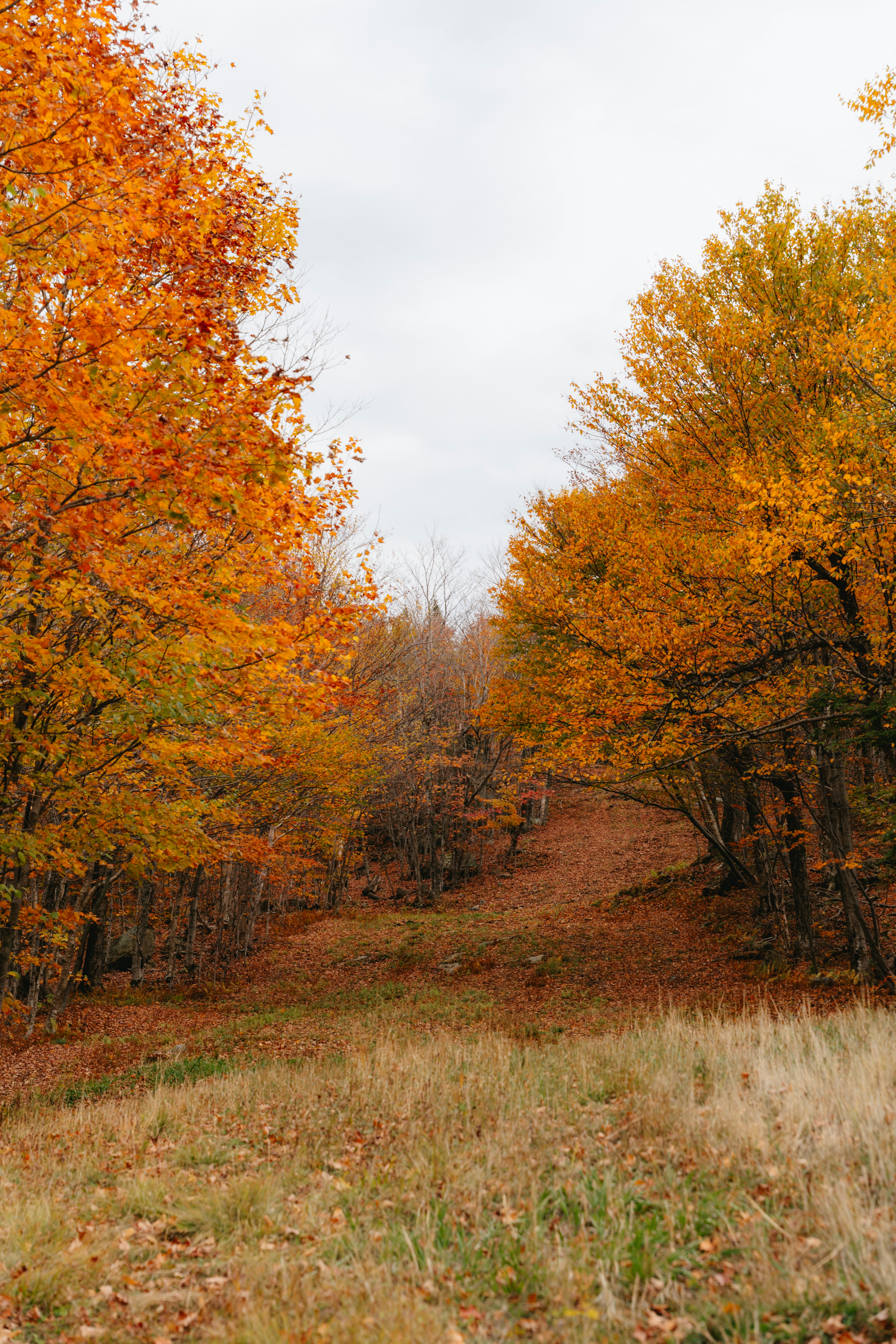 Vibrant autumn foliage frames a winding path leading into a serene forest. The scene captures the essence of fall with its rich colors and tranquil atmosphere.