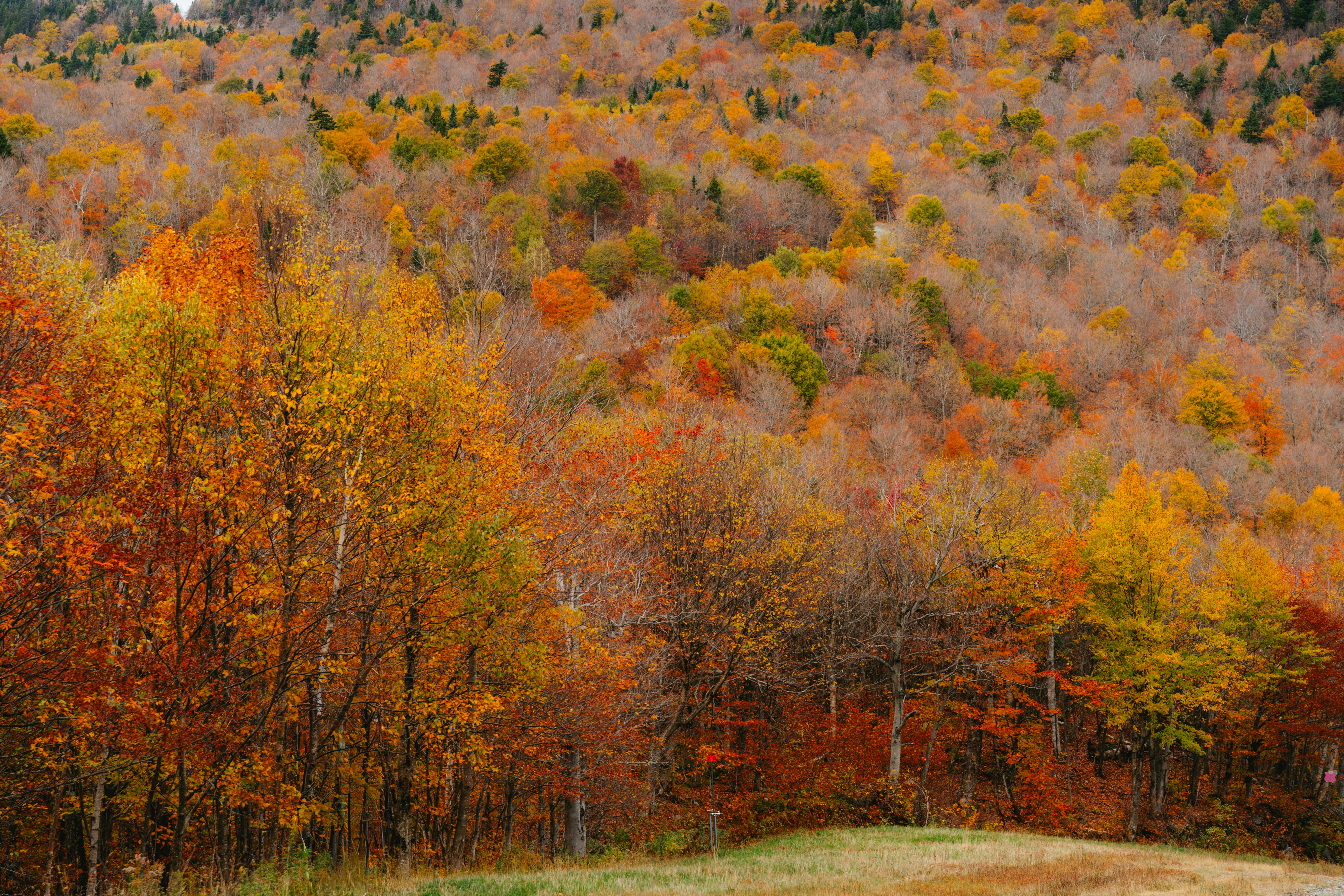 Vibrant autumn foliage blankets a hillside, showcasing a rich palette of oranges, yellows, and reds against a backdrop of bare trees. The scene captures the essence of fall's transition.