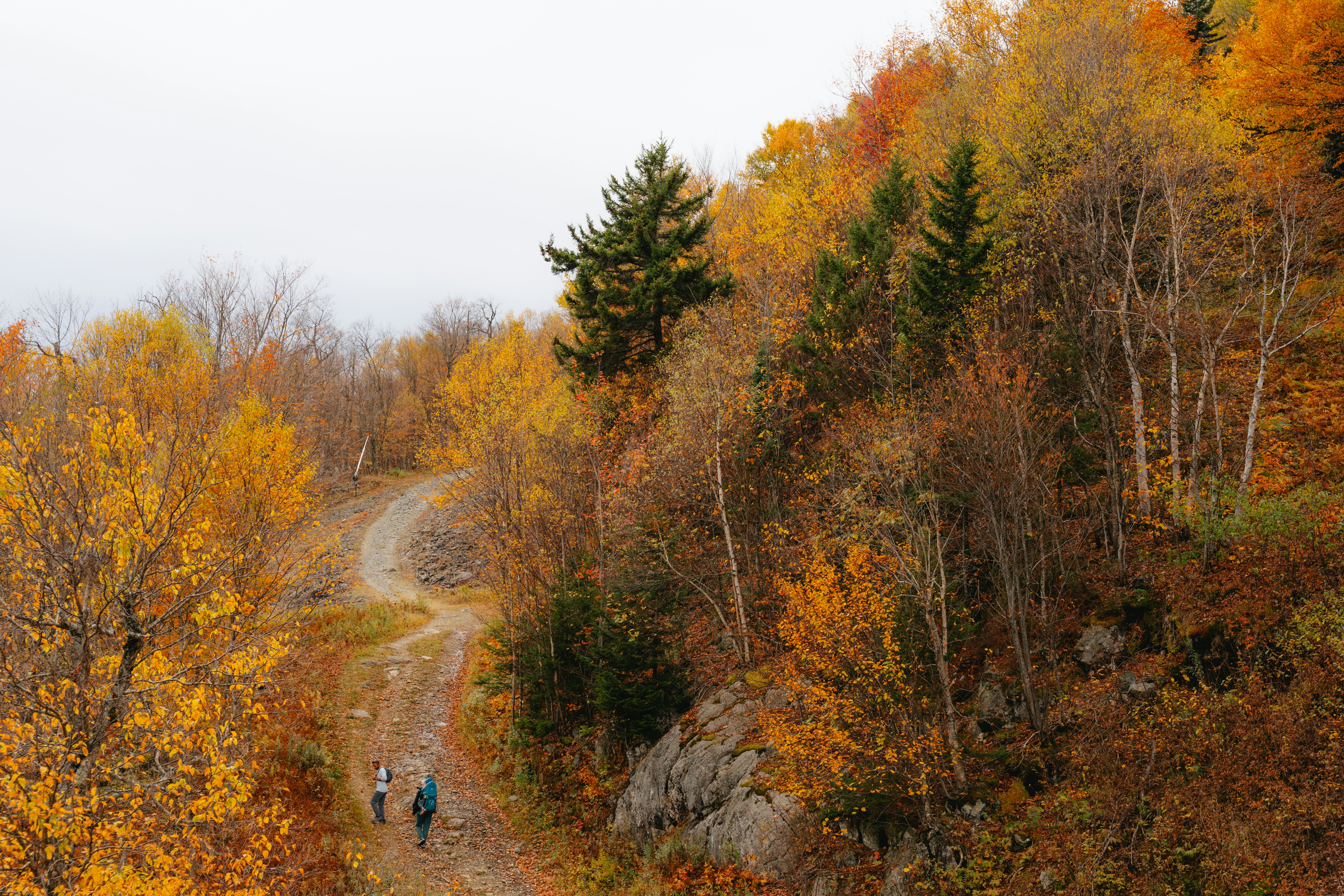 Autumn Path: A Wanderer’s Route Through Golden Pines