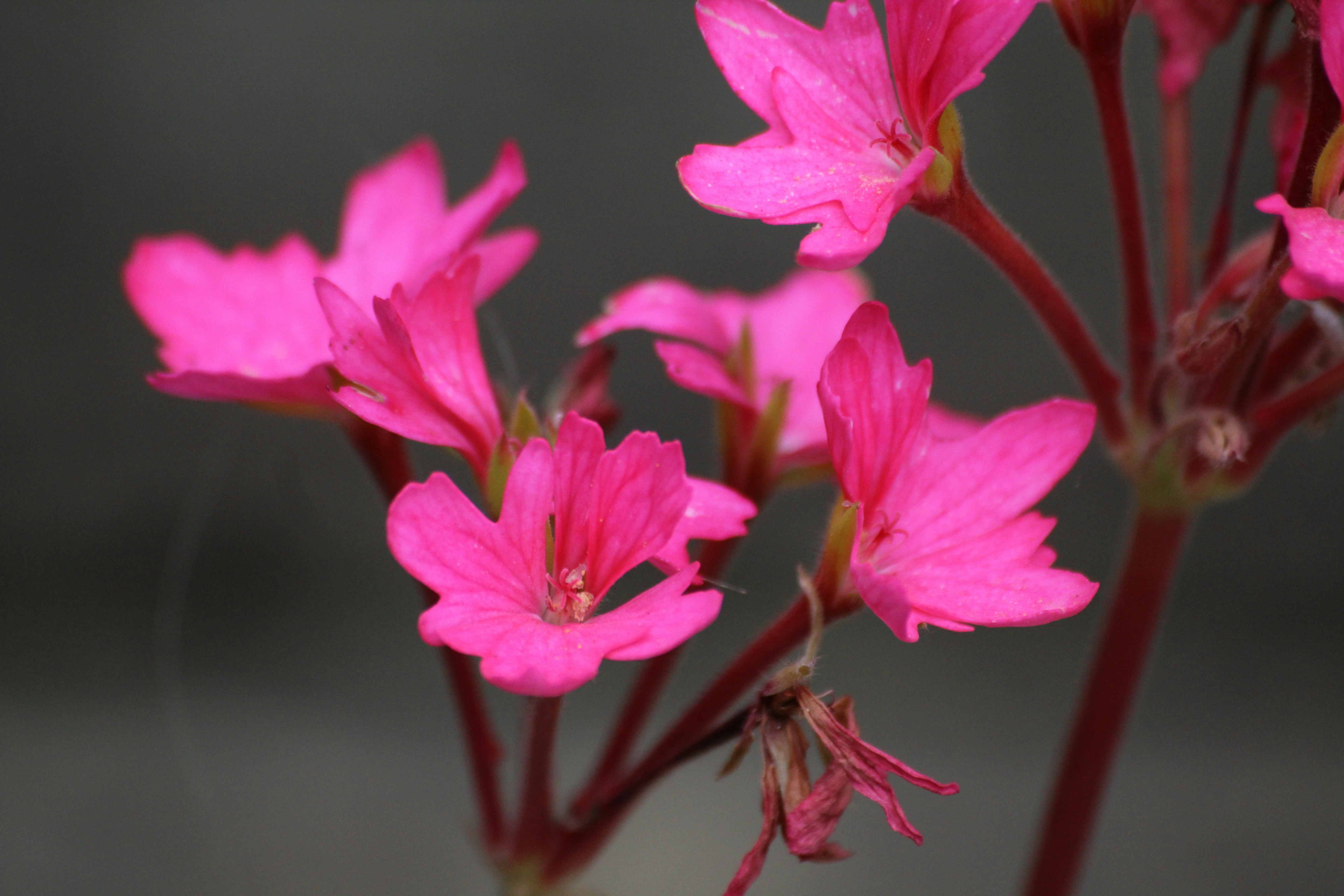 Close-up of vibrant pink geranium flowers.