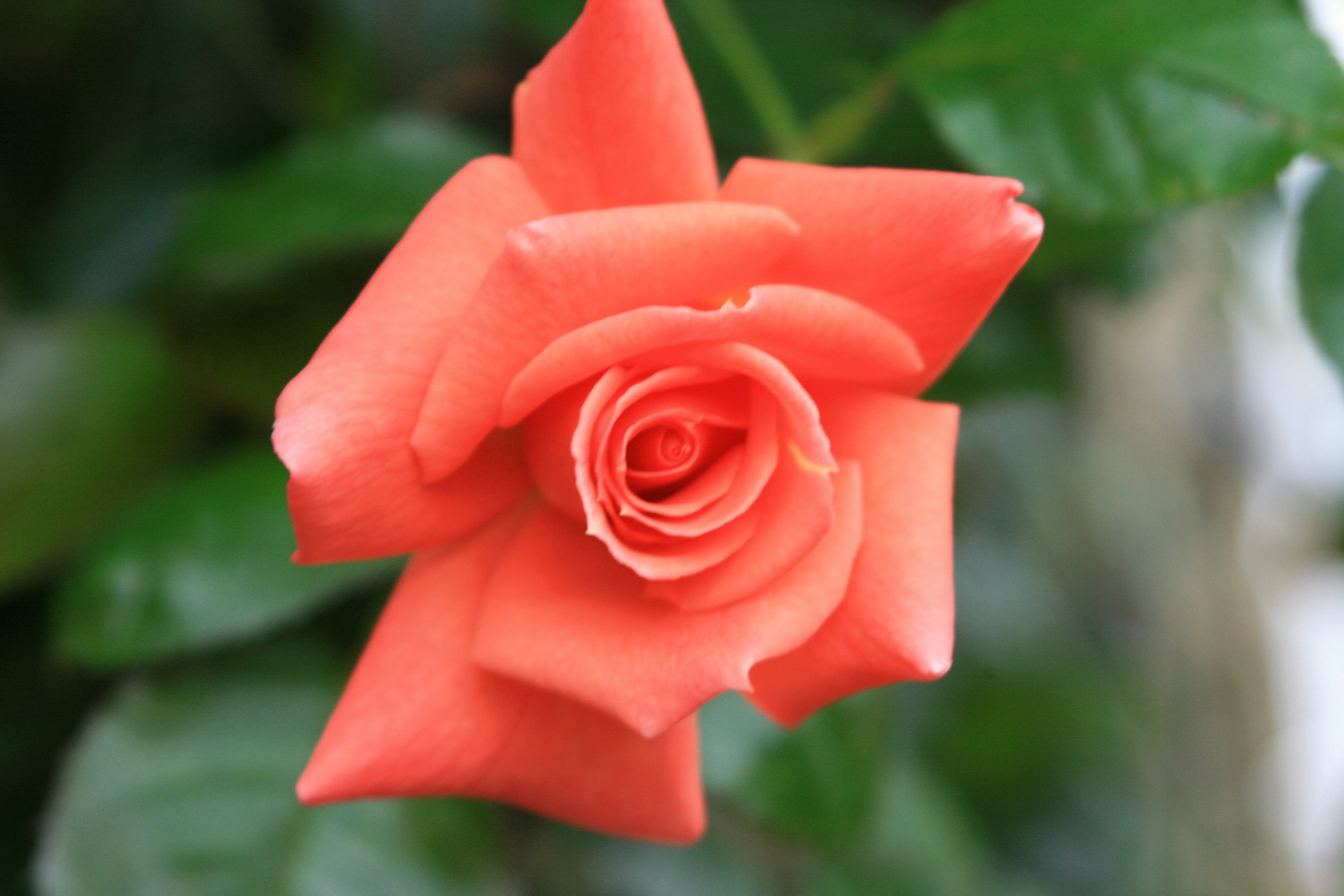 Coral Rose in Full Bloom