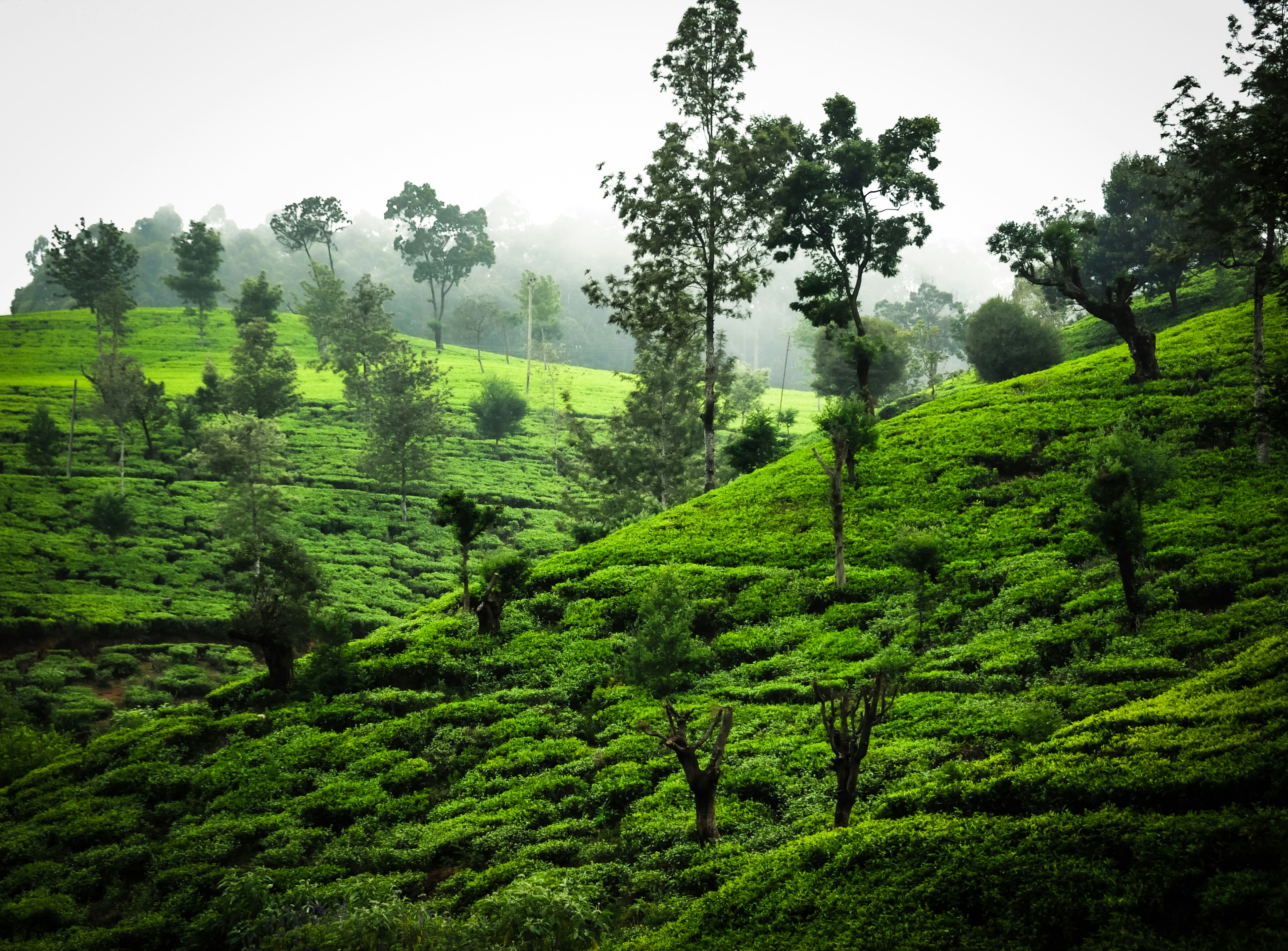 Lush green tea plantations undulate across rolling hills, enveloped in a gentle mist. The scene exudes tranquility and natural beauty.