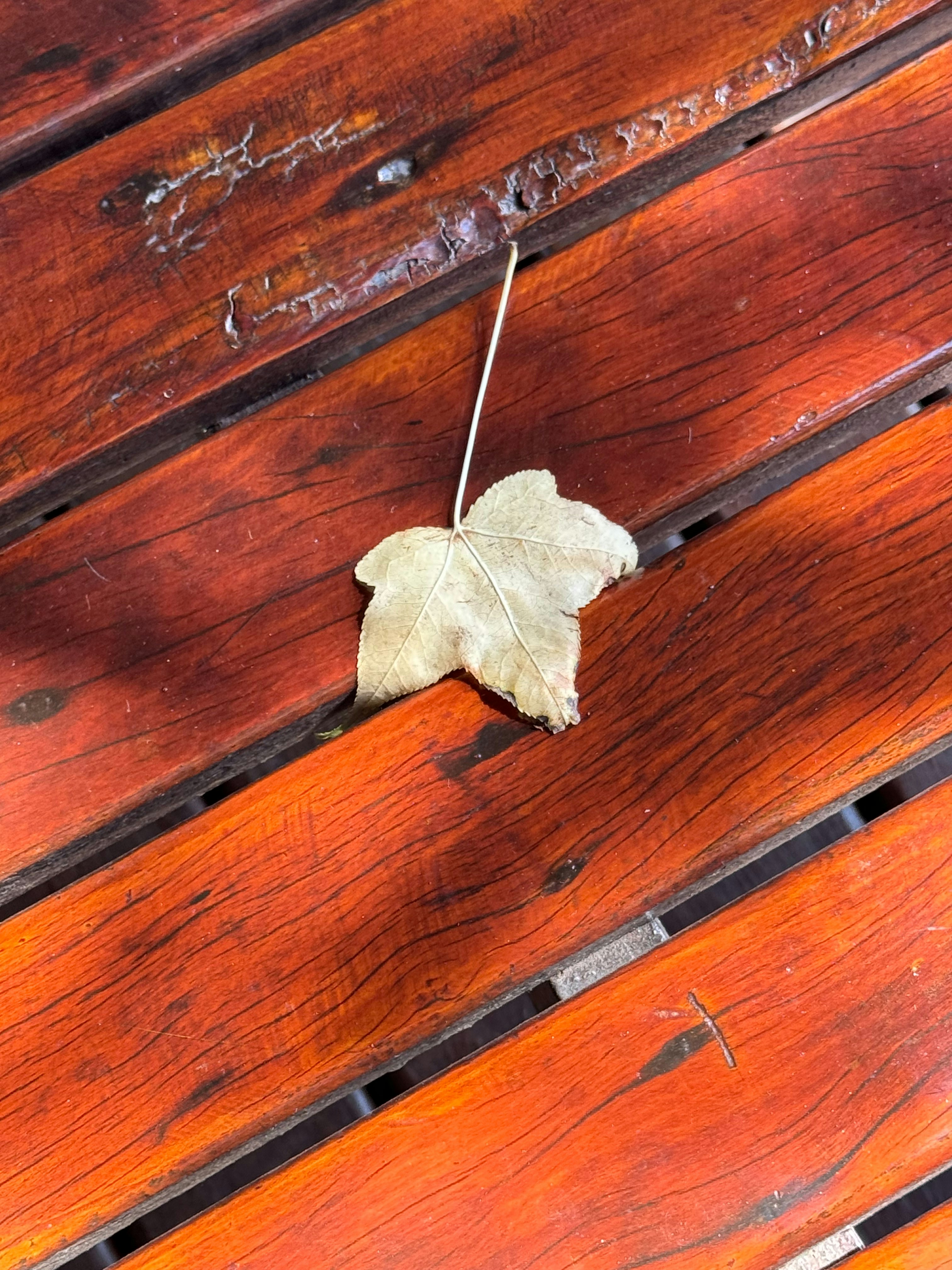 Whispers of Autumn: A Leaf's Solitude