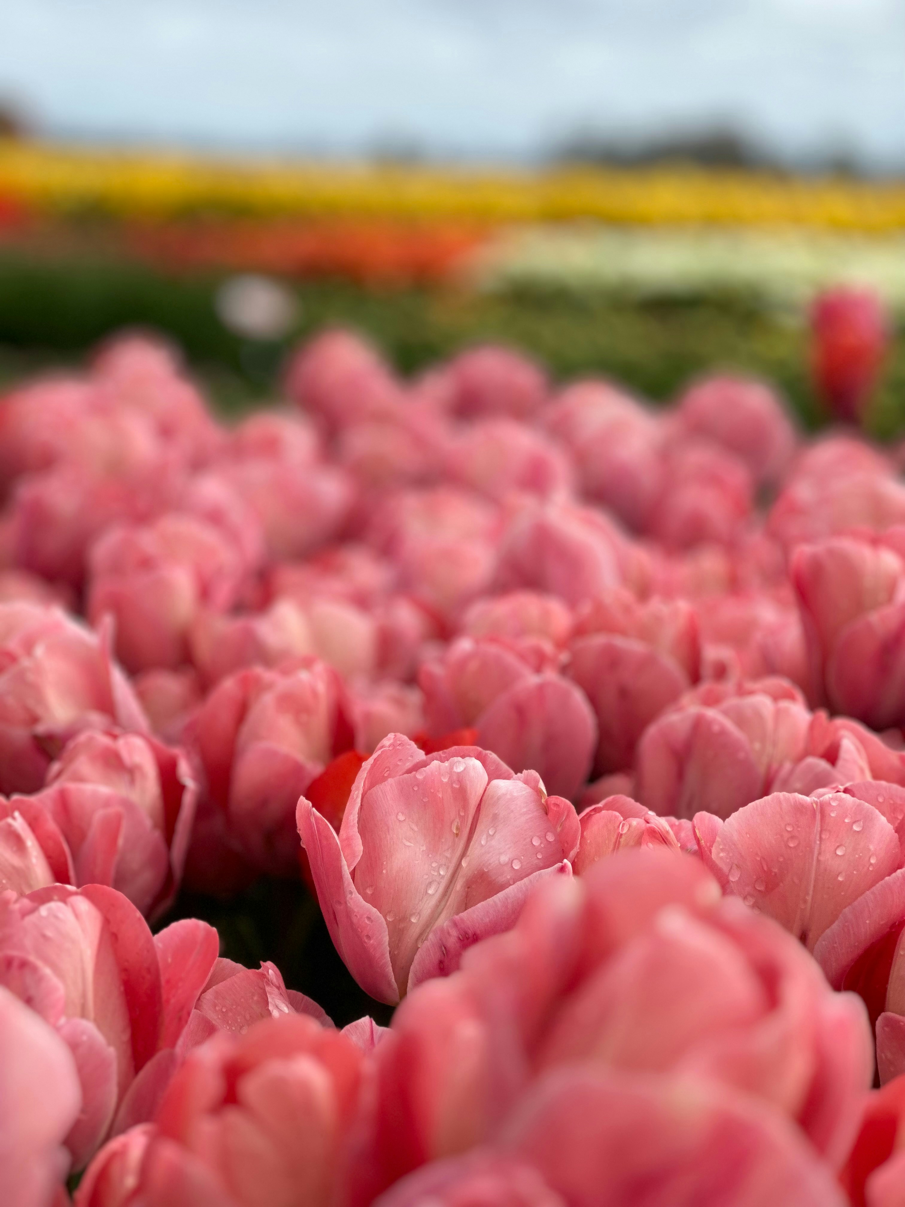 Whispers of Spring: A Tulip Tapestry