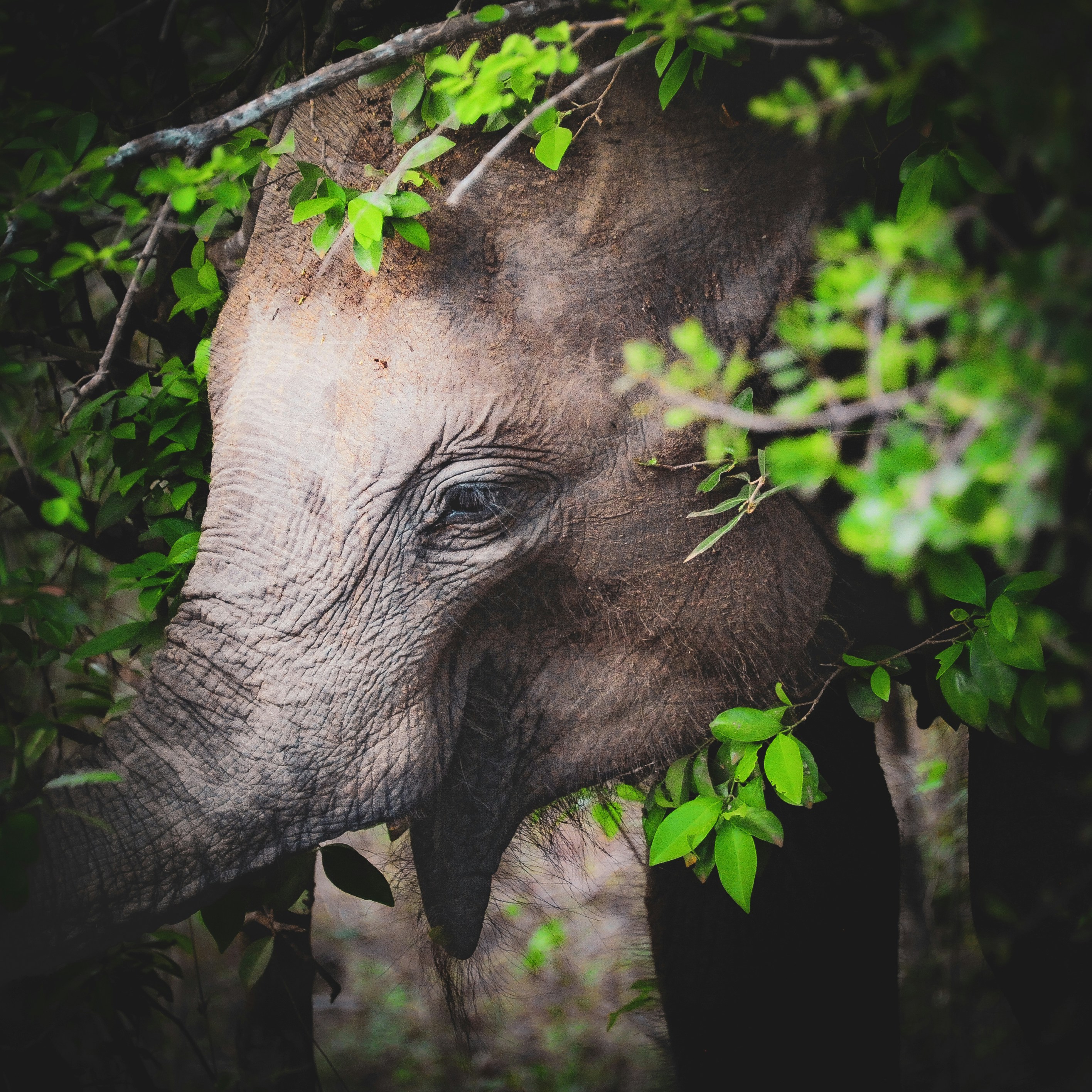 Close up of an Asian Elephant during a Safari in Yala Nationalpark, Sri Lanka | Young elephant peeking through green leaves
