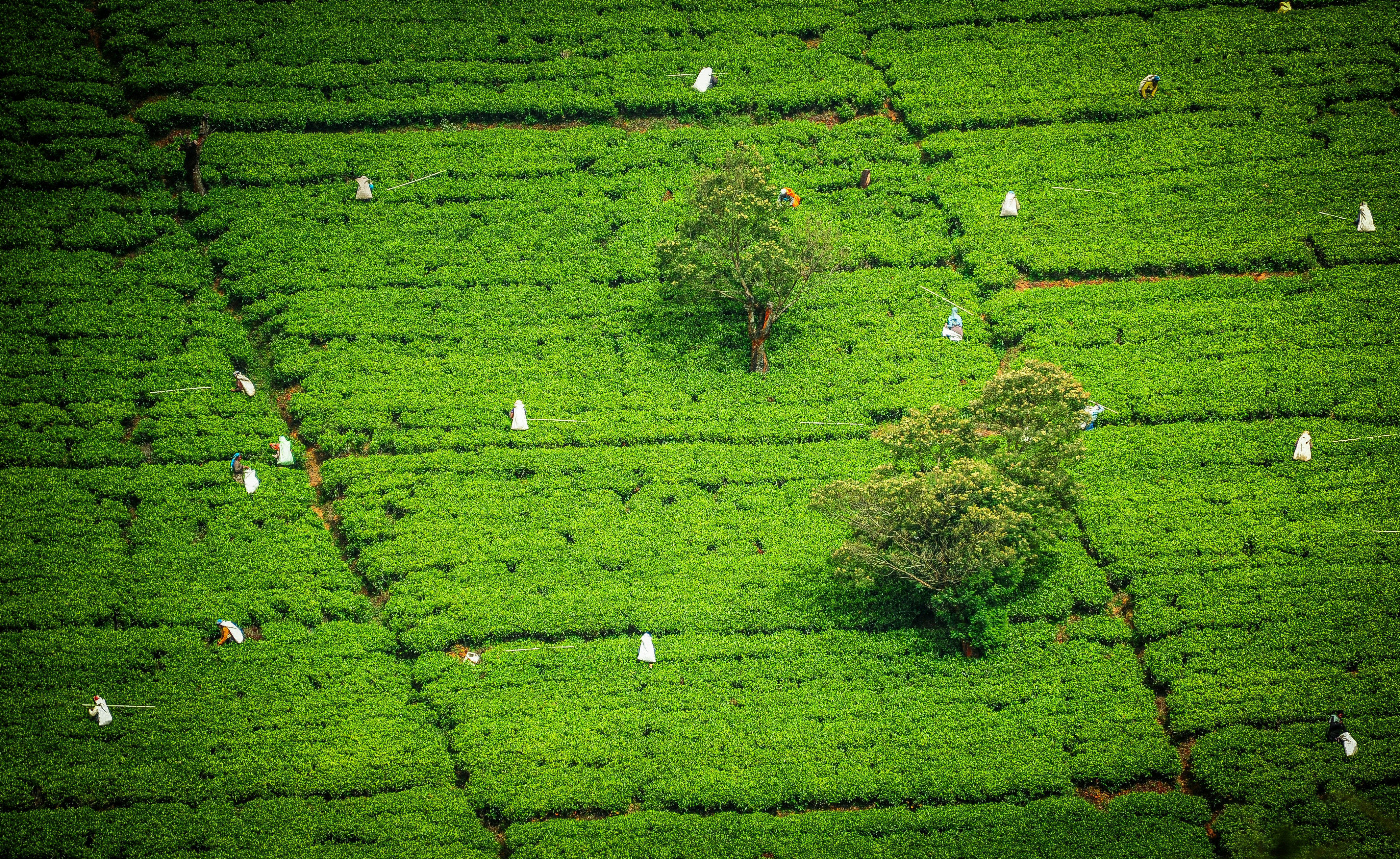 Harmony in Green: The Art of Tea Harvesting
