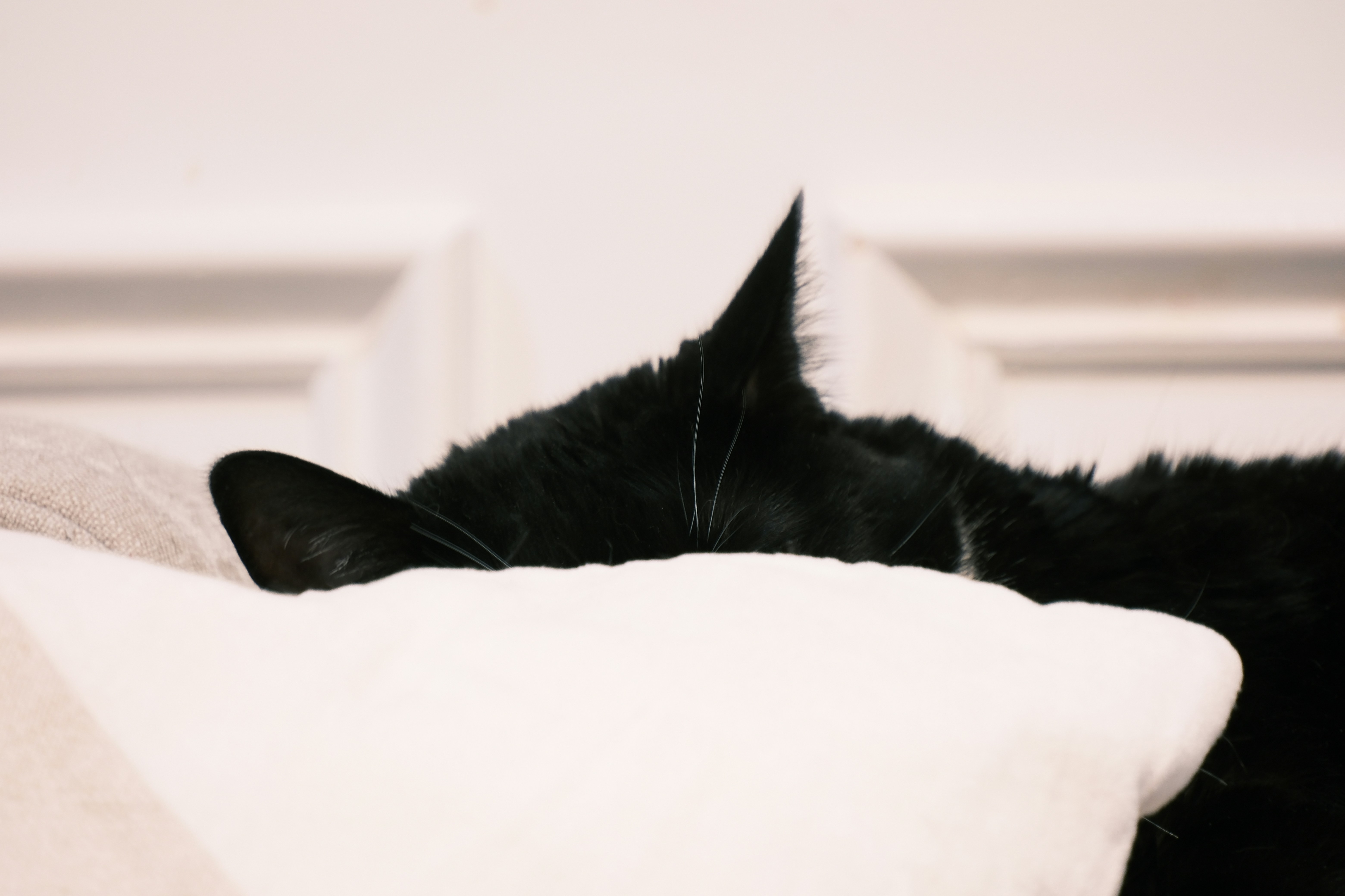 Serene Slumber of a Feline Companion