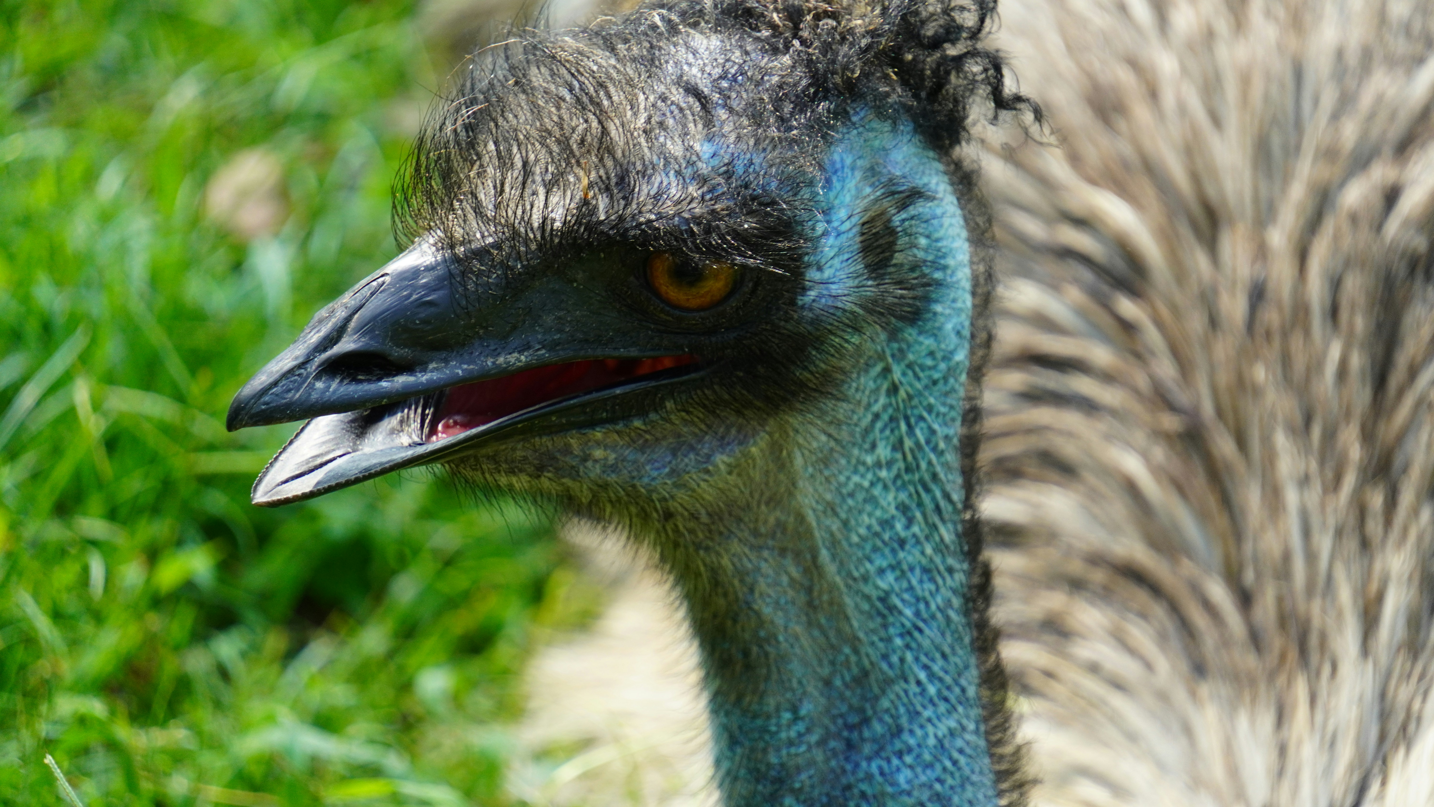 Close up of an emu's head with its mouth open