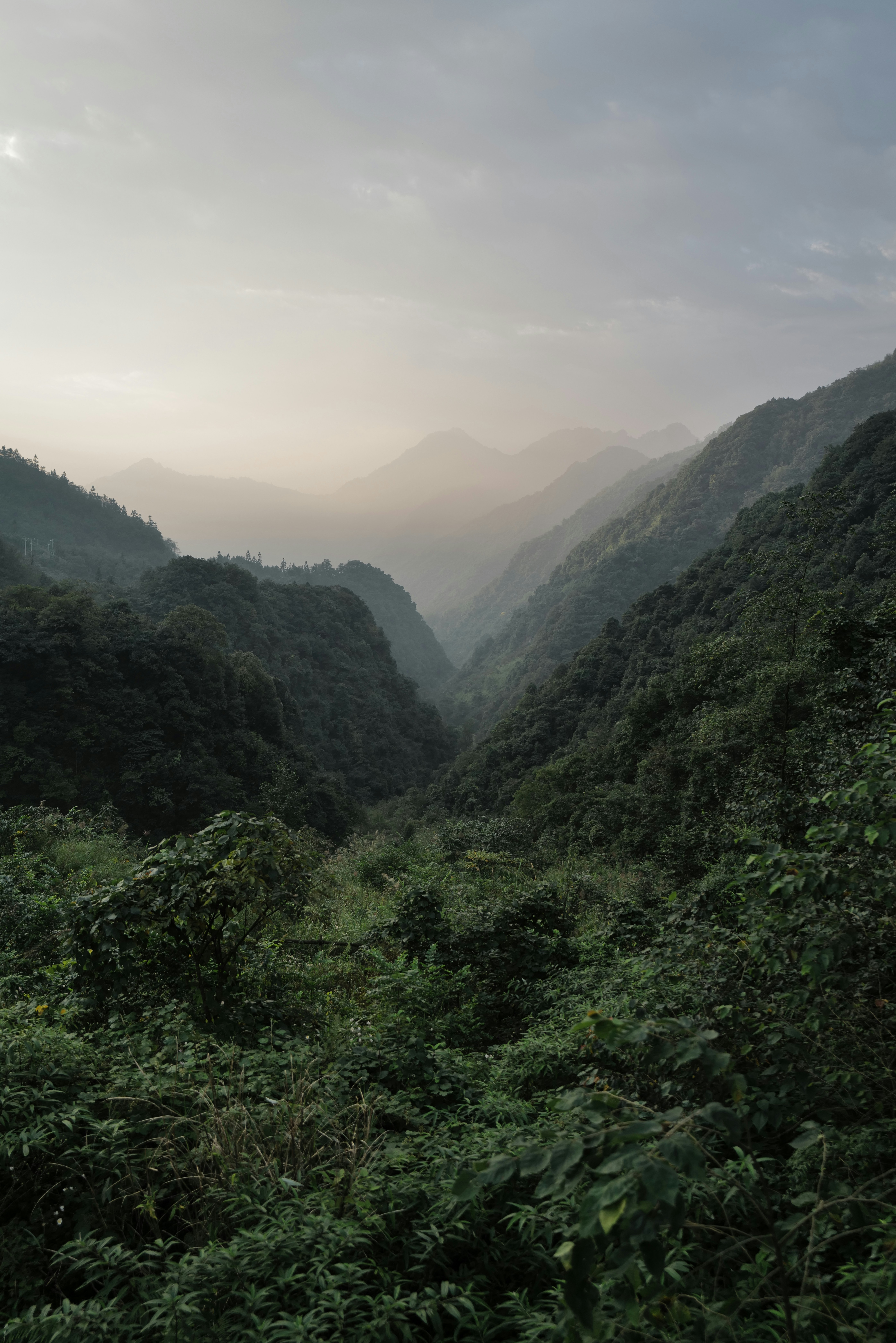 Veil of Mist Over Verdant Valleys
