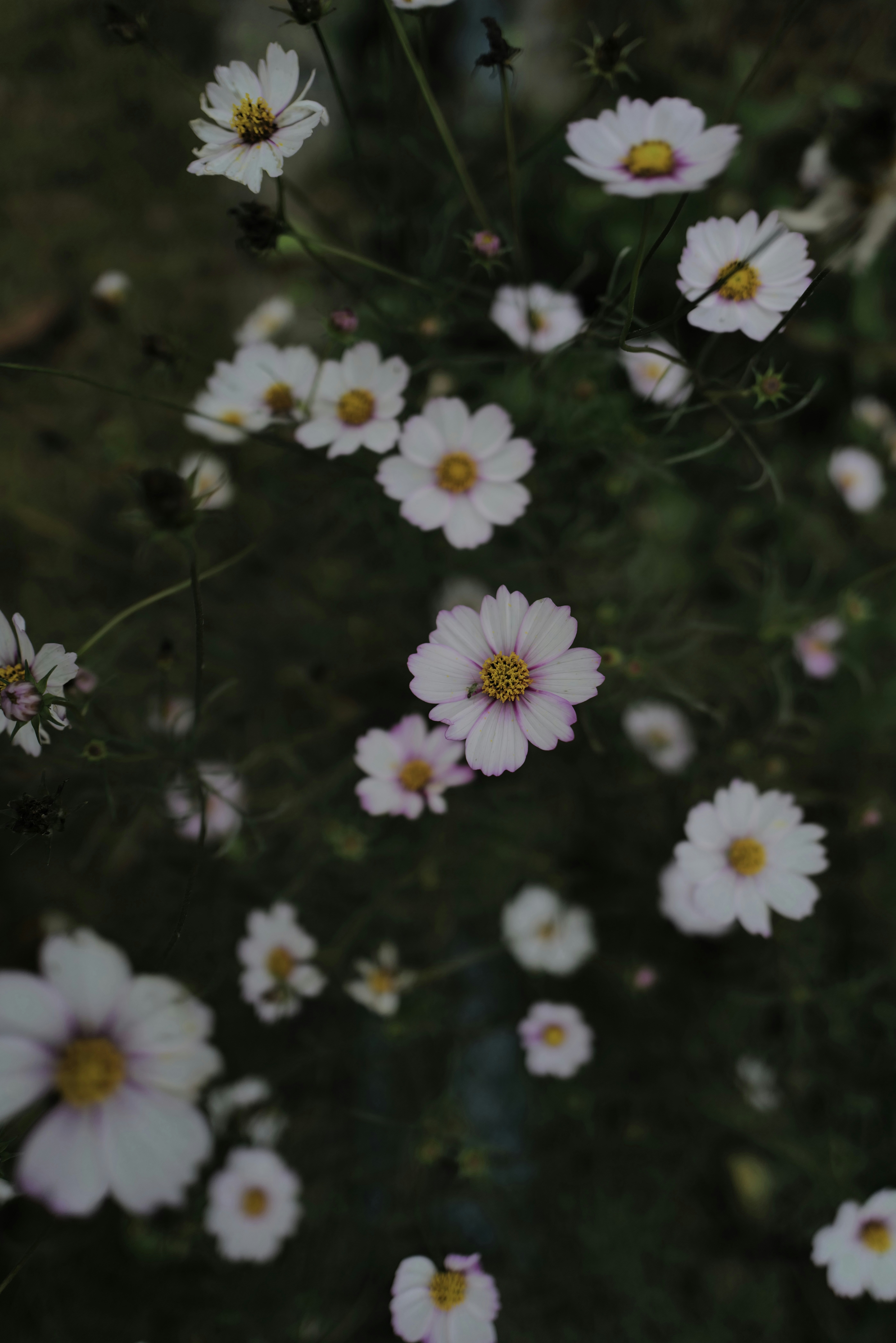 Whispers of Nature: A Floral Mosaic