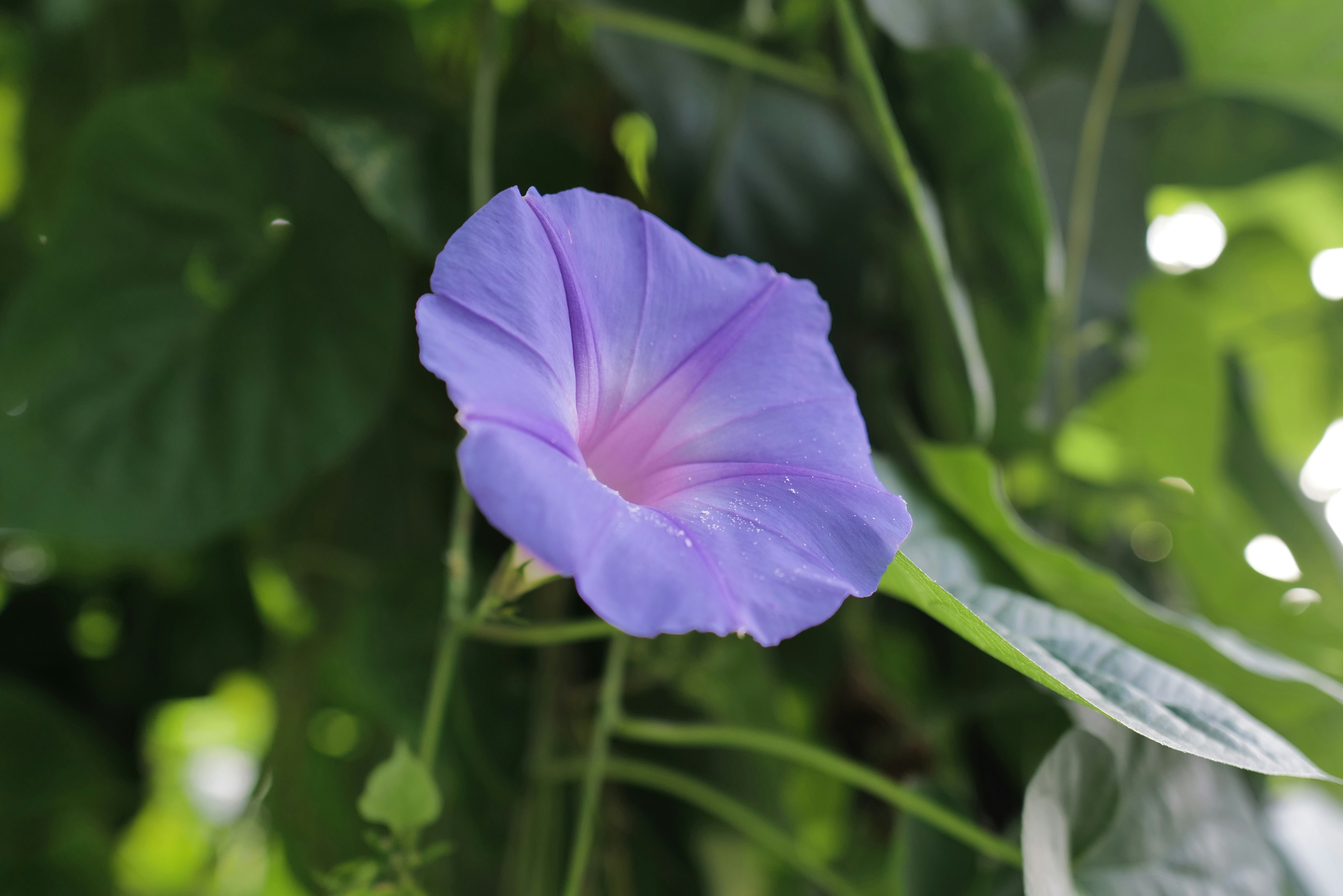 Whispers of Morning Glory