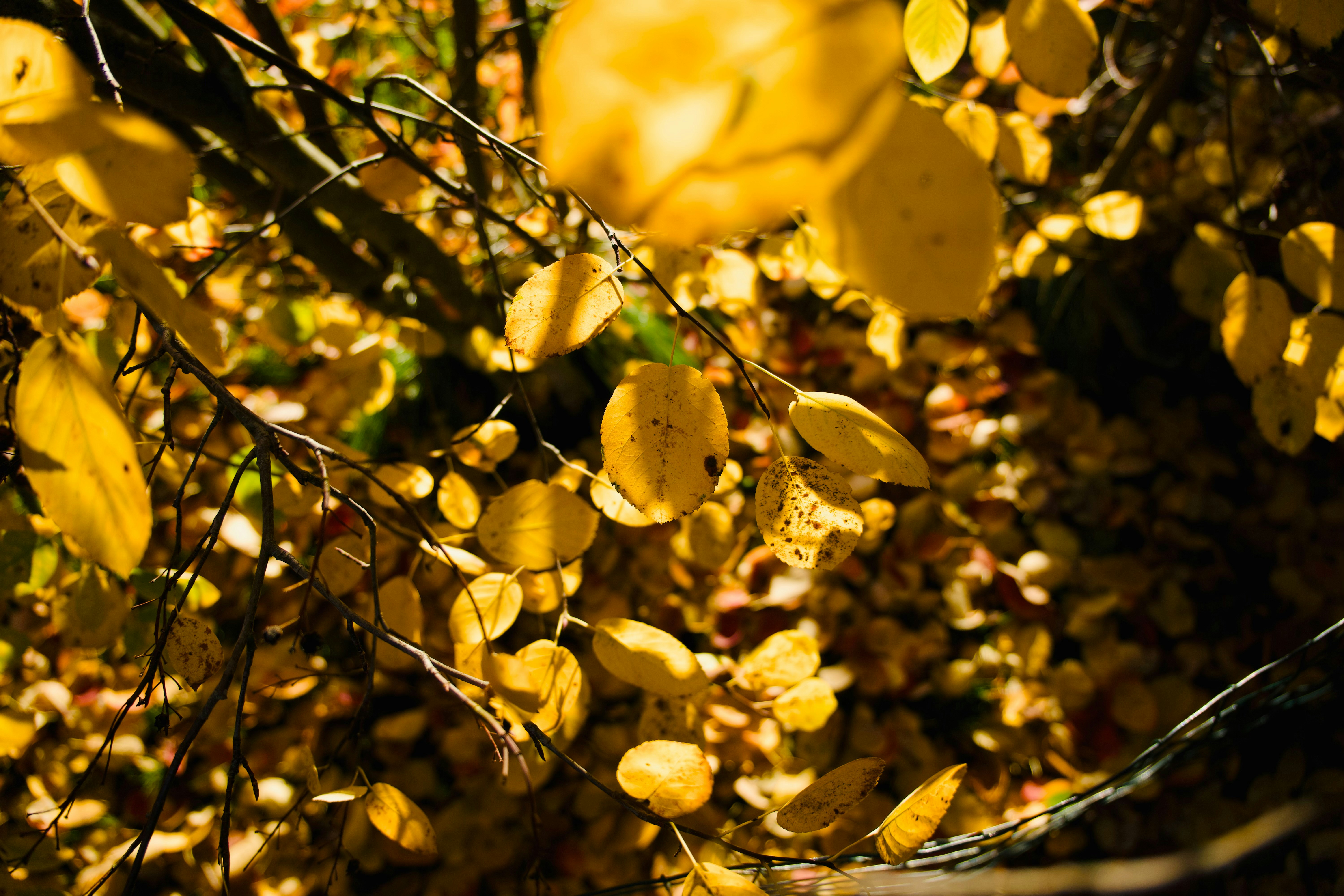 Golden autumn leaves on tree branches in sunlight.