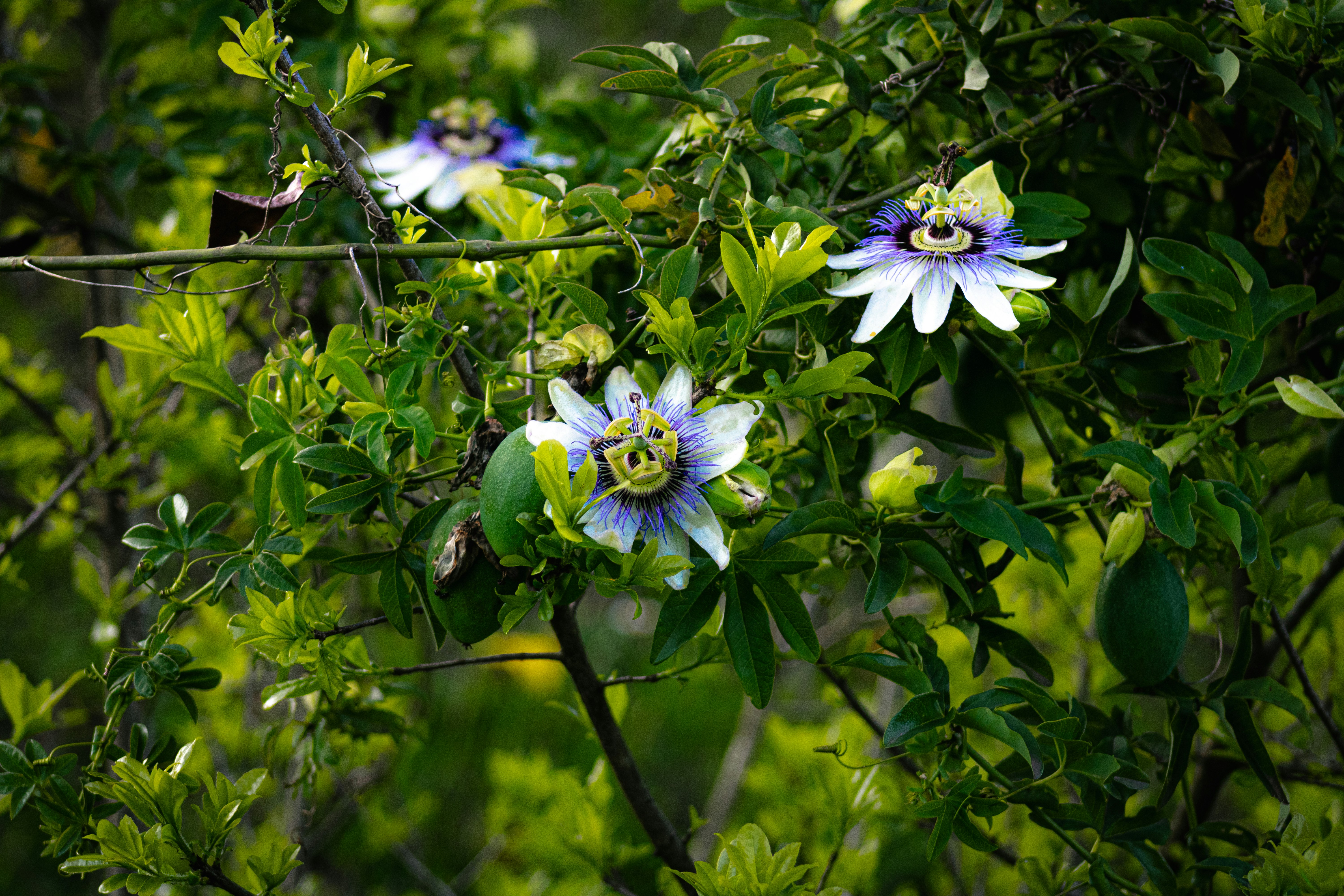 Three passion flowers bloom amongst green leaves.