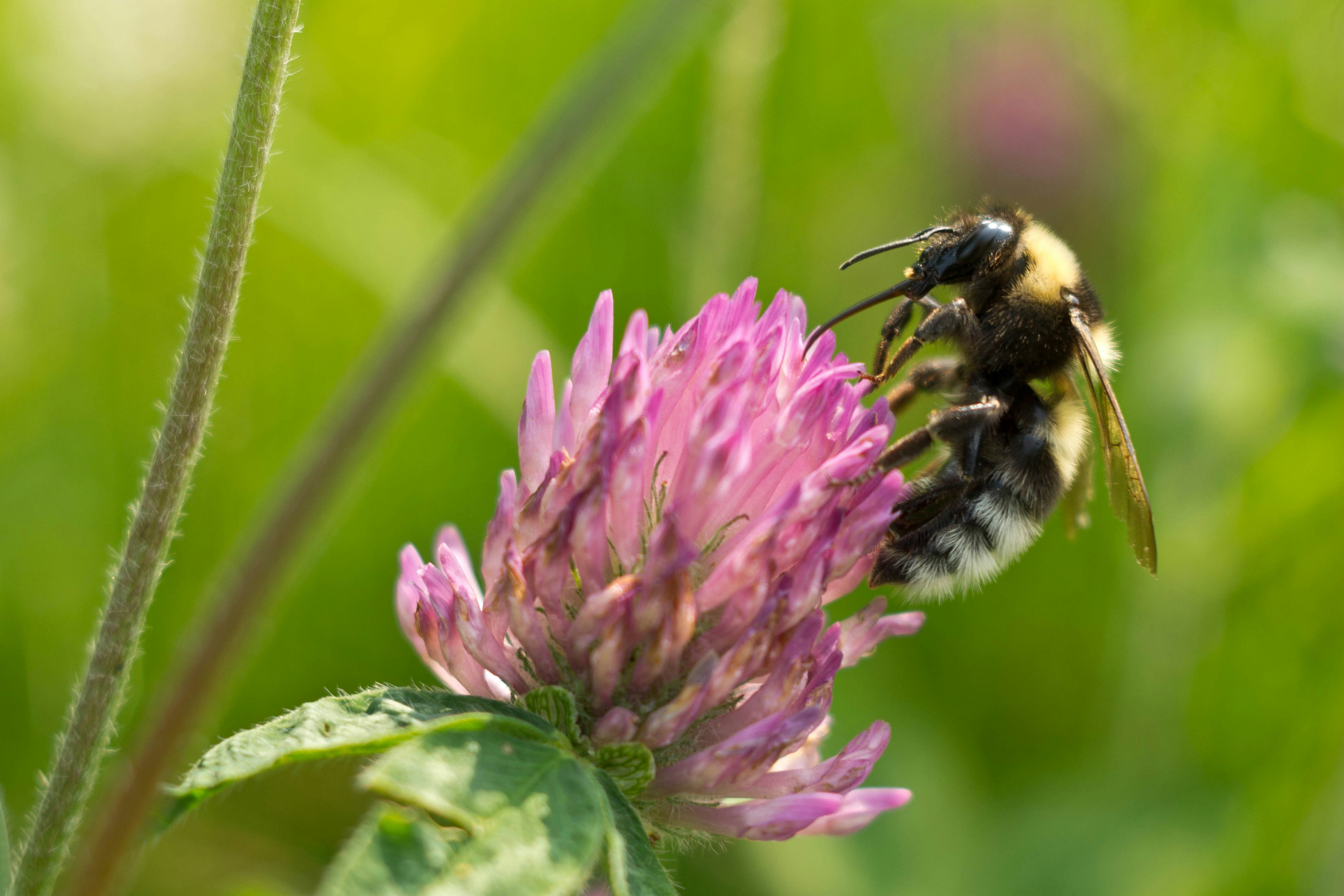 A bee pollinates a pink clover flower in a field.