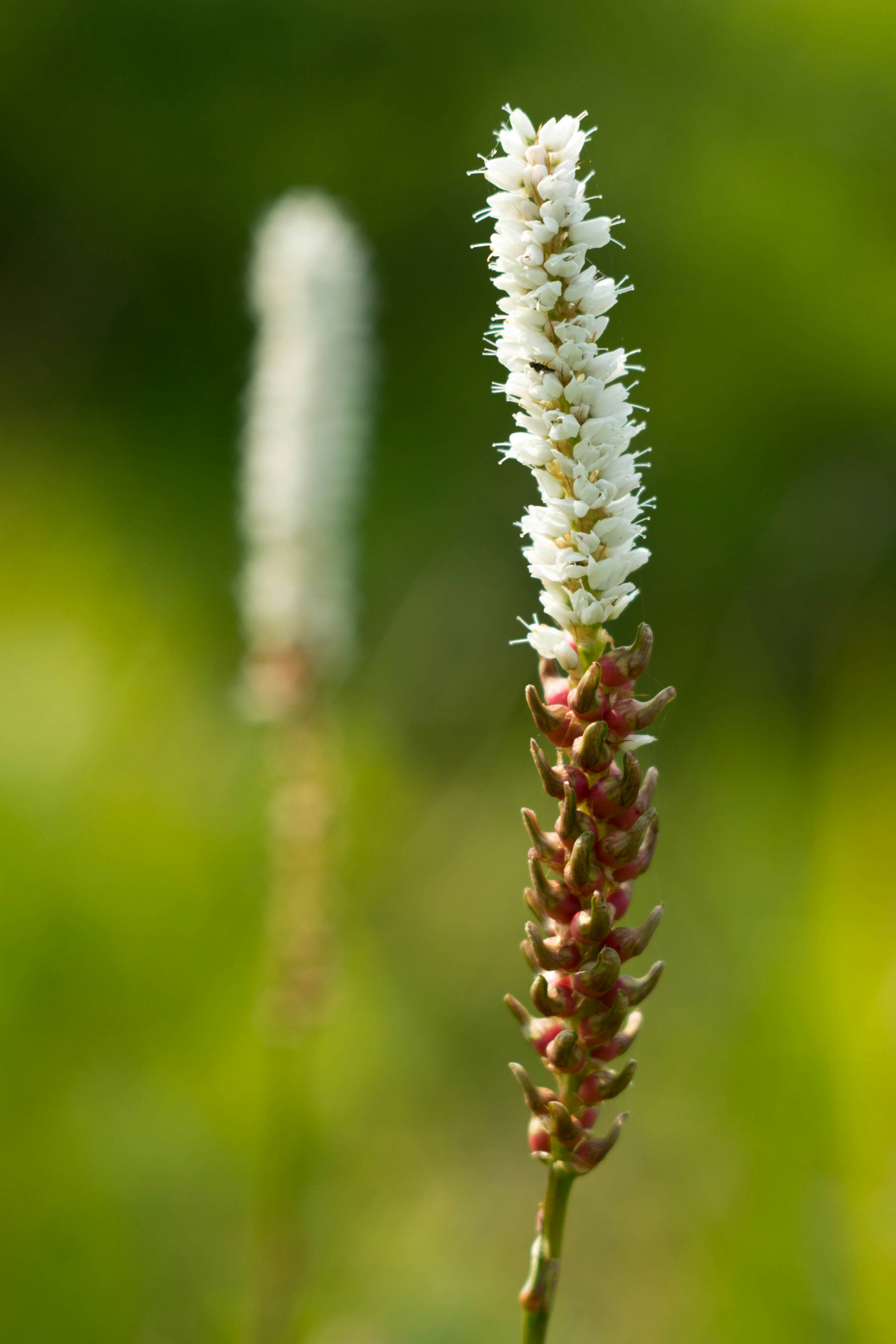 A white flower with a blurred green background