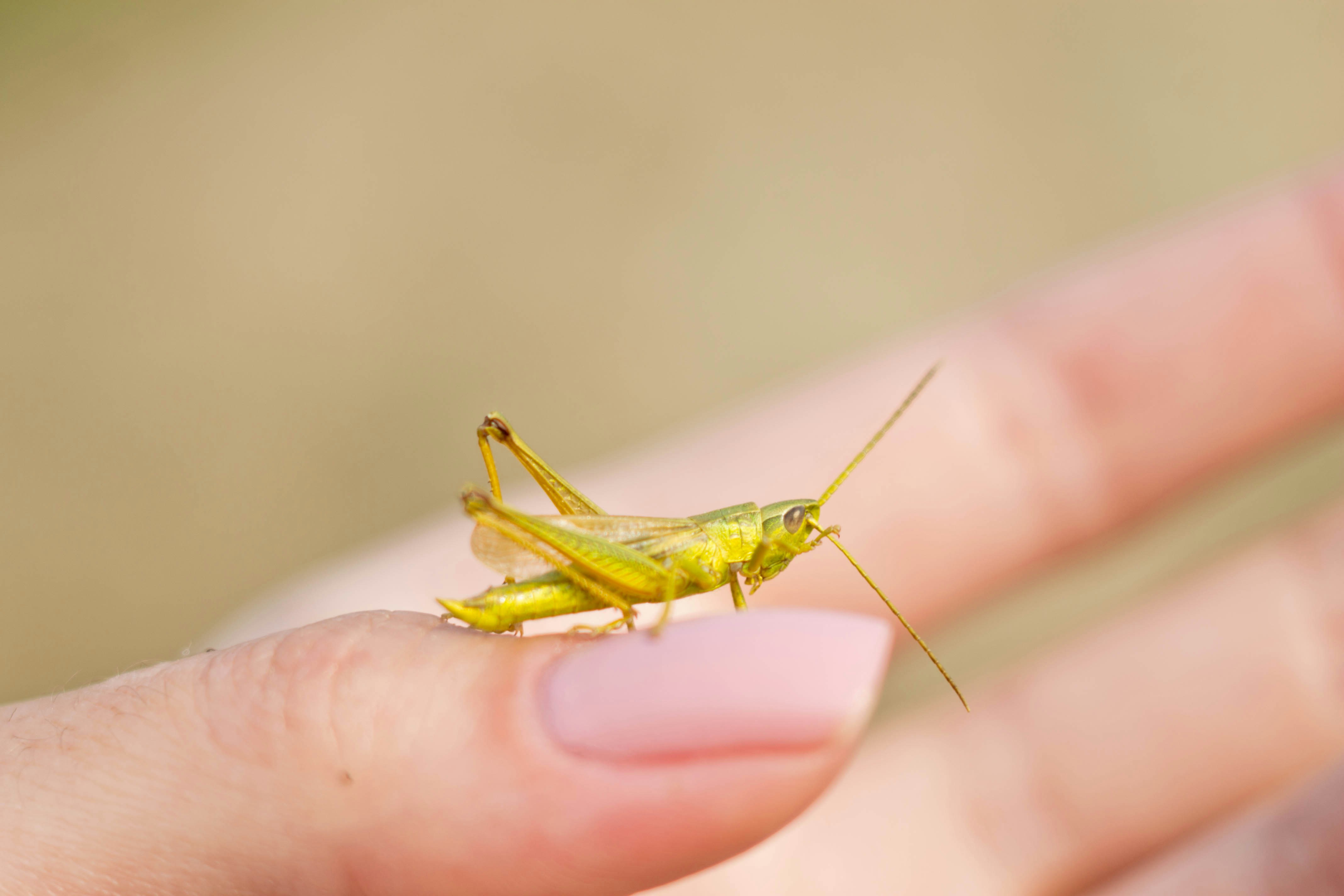 A small grasshopper rests on a person's finger.