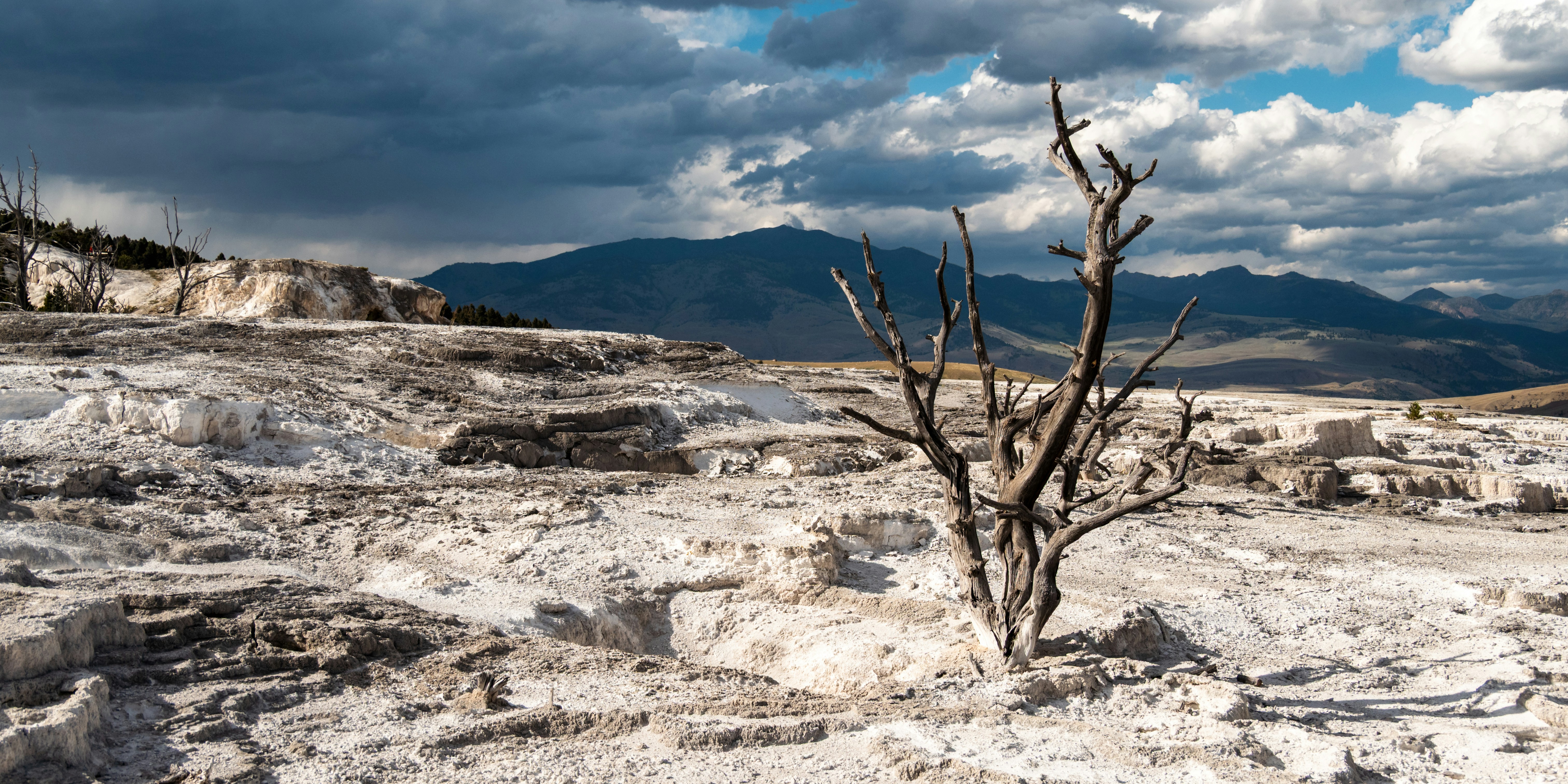 Barren tree stands on white mineral terraces under clouds.