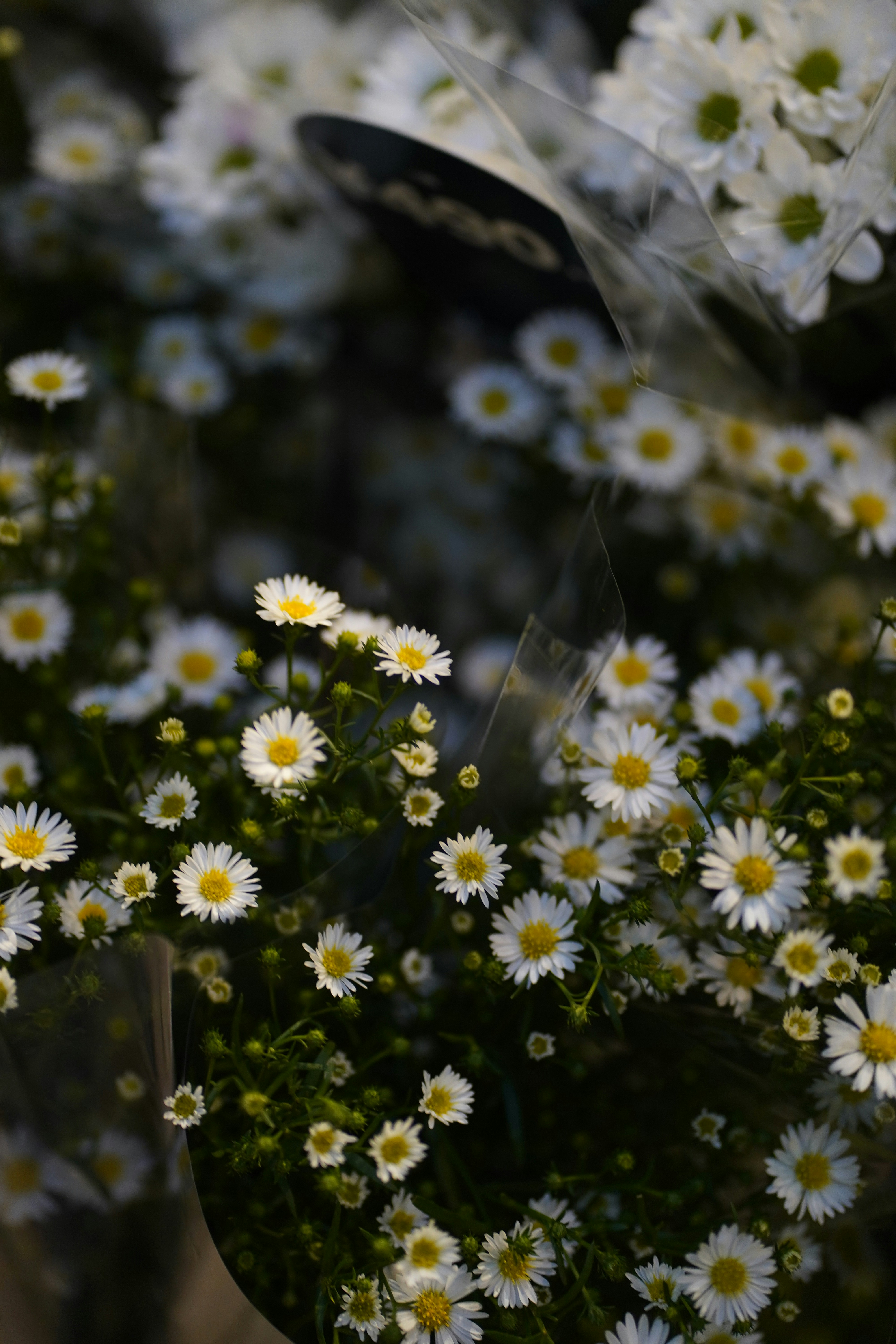 Cluster of White Blossoms | A bouquet of small white daisies with yellow centers.