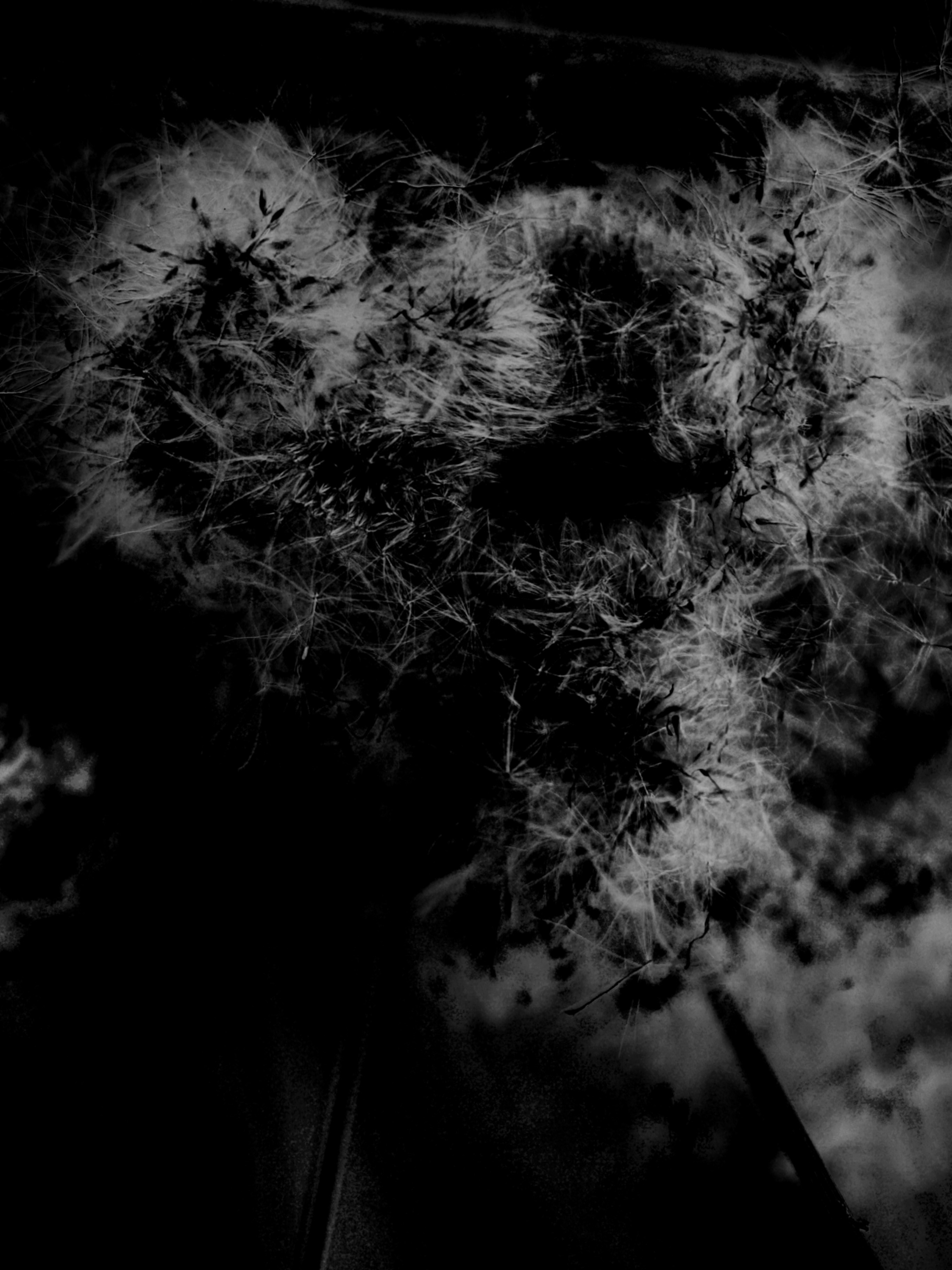 Whispers of Nature: A Delicate Tapestry
