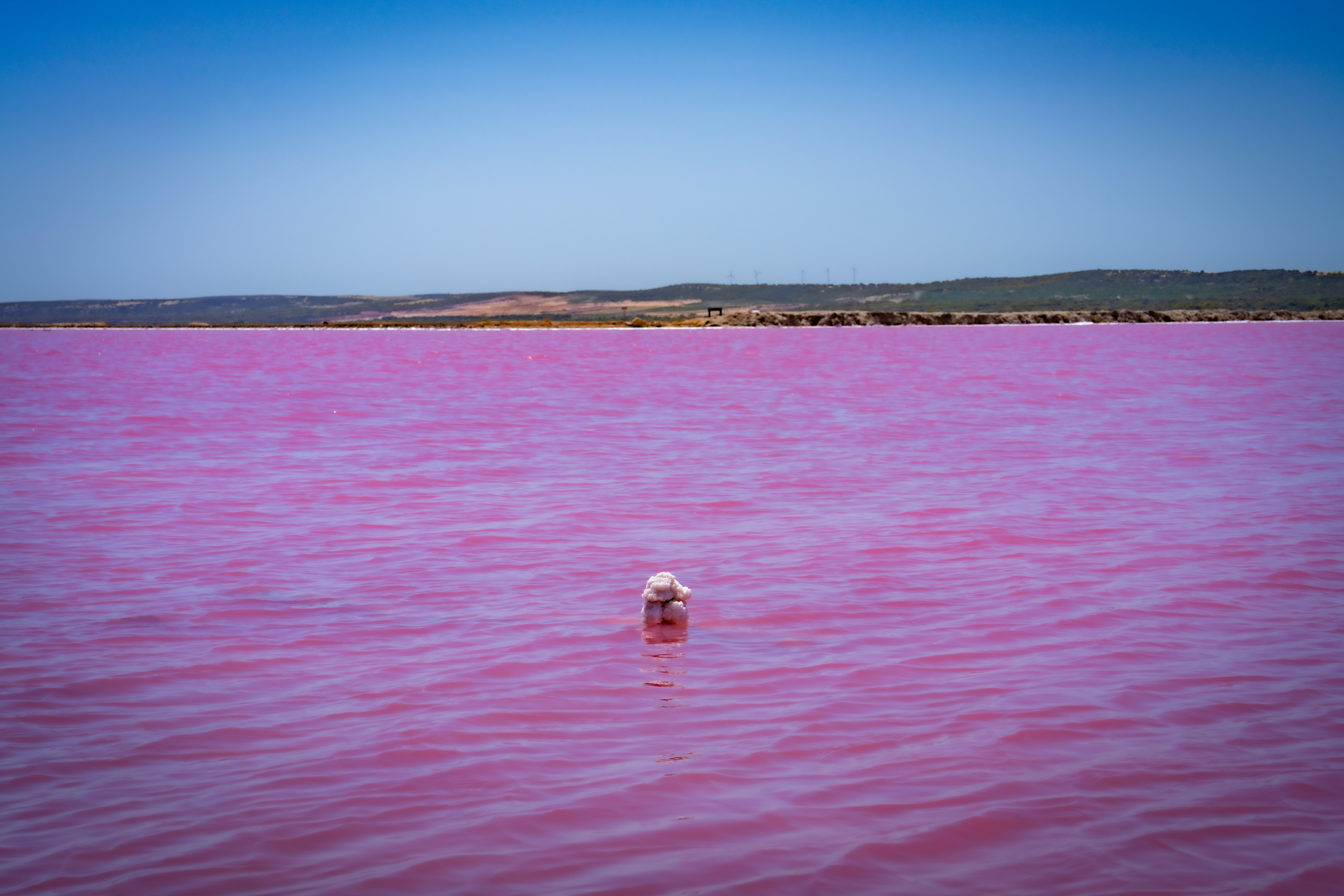 A lone bird stands in vibrant pink water.