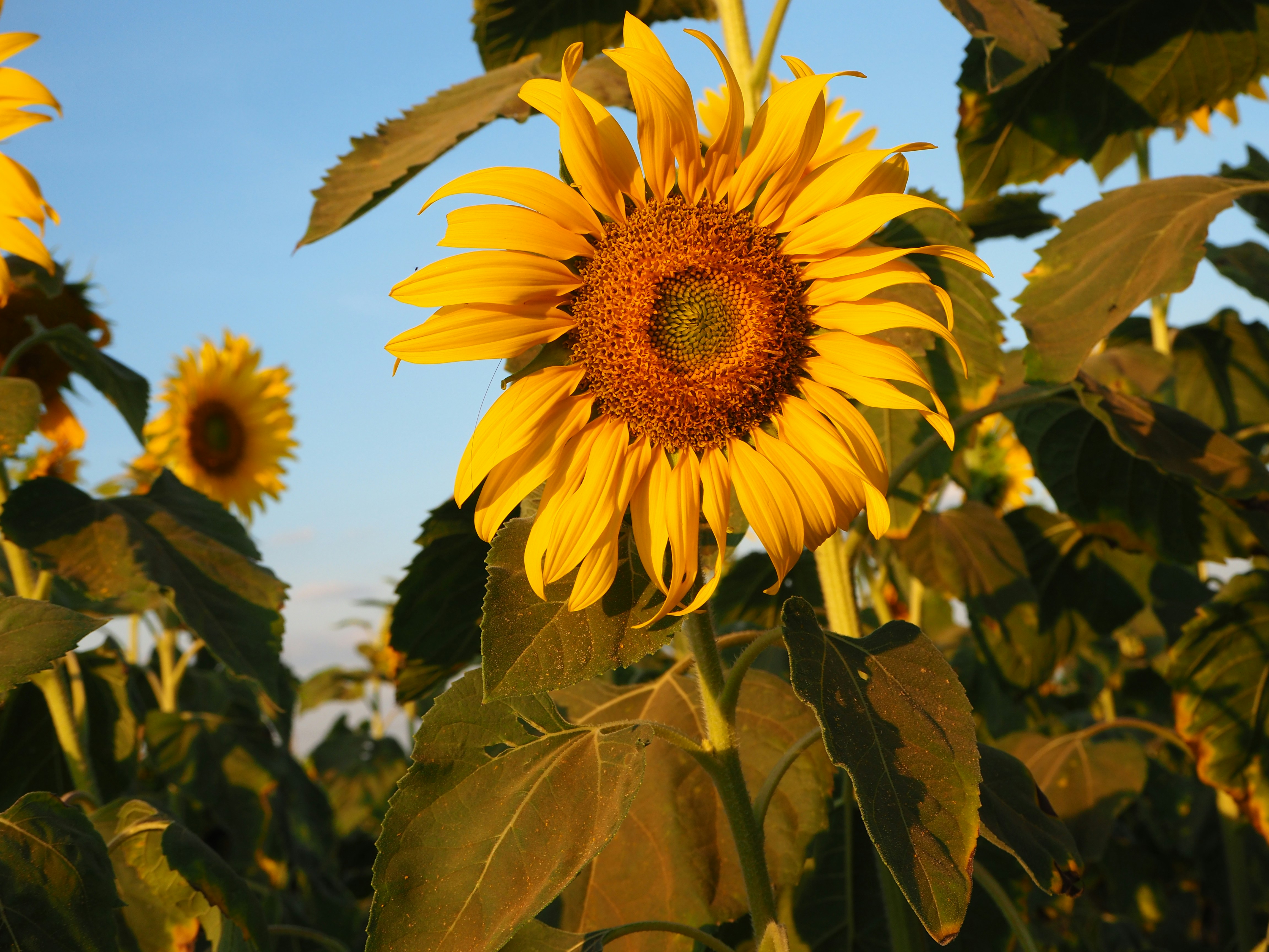 Sunflower Photoshoot at Thailand | Field of sunflowers under a clear blue sky