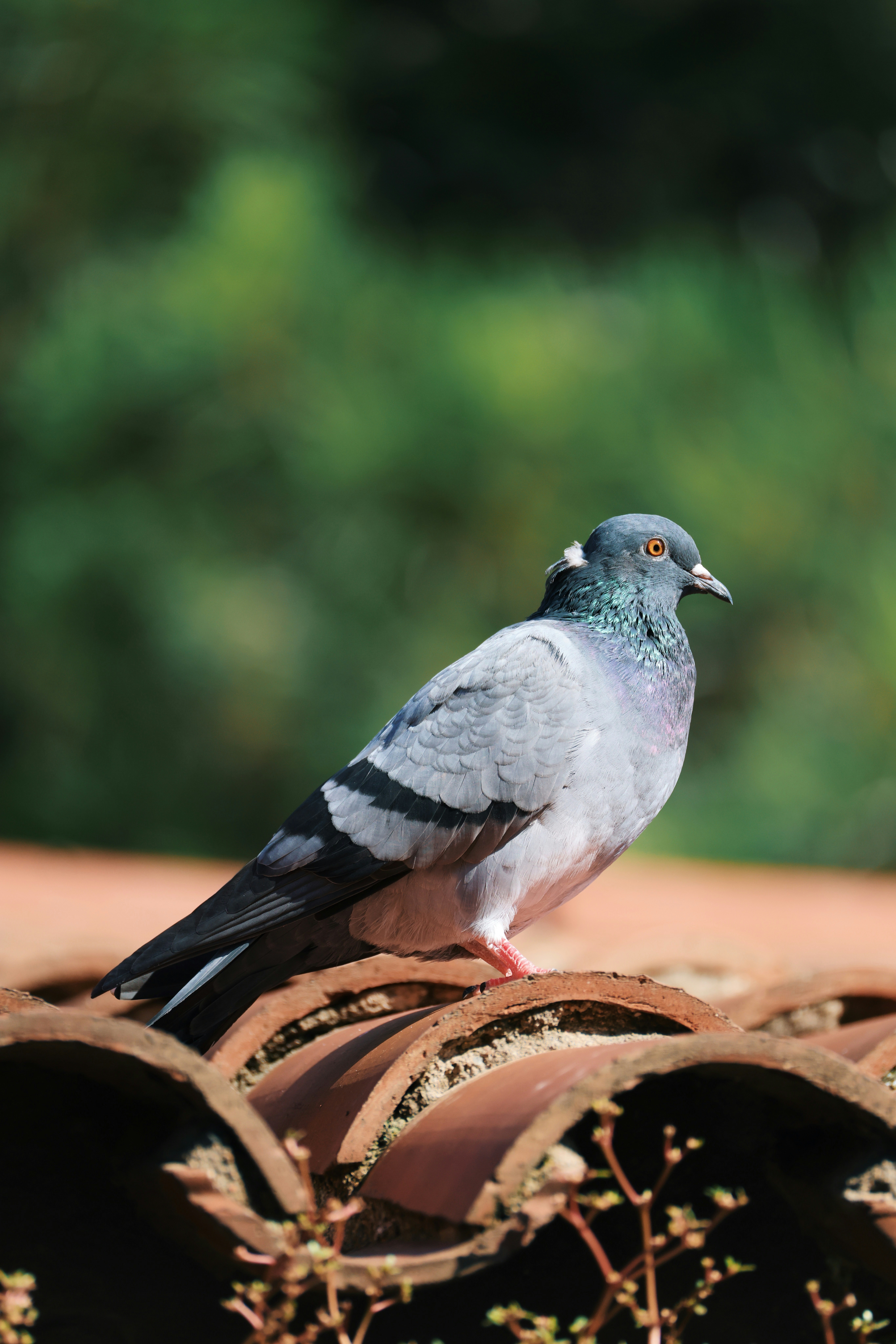 The pigeon | A pigeon perched on a tiled roof