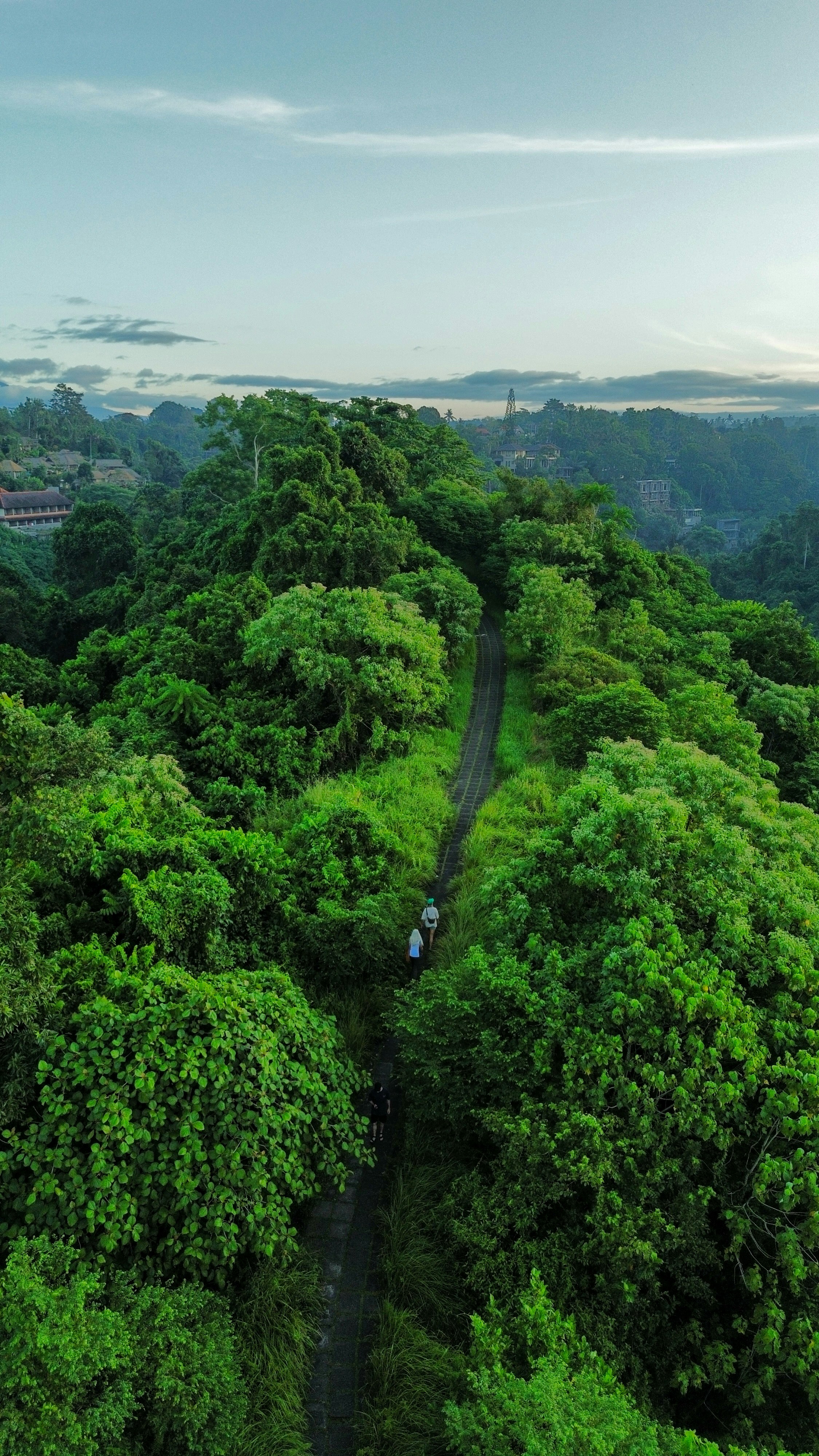 Pathway Through Verdant Serenity