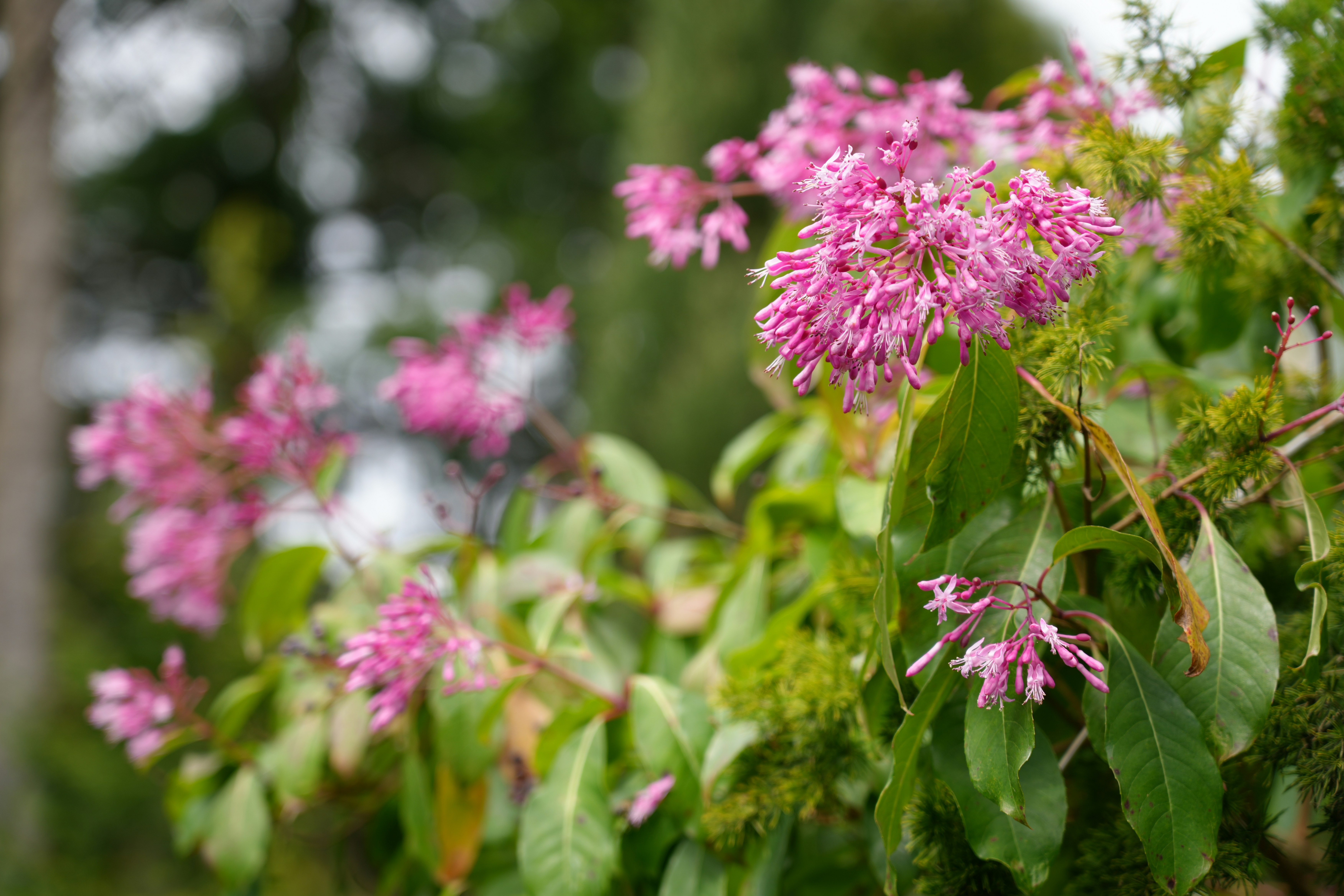 Fuchsia Arborescens | Clusters of small pink flowers on a green bush