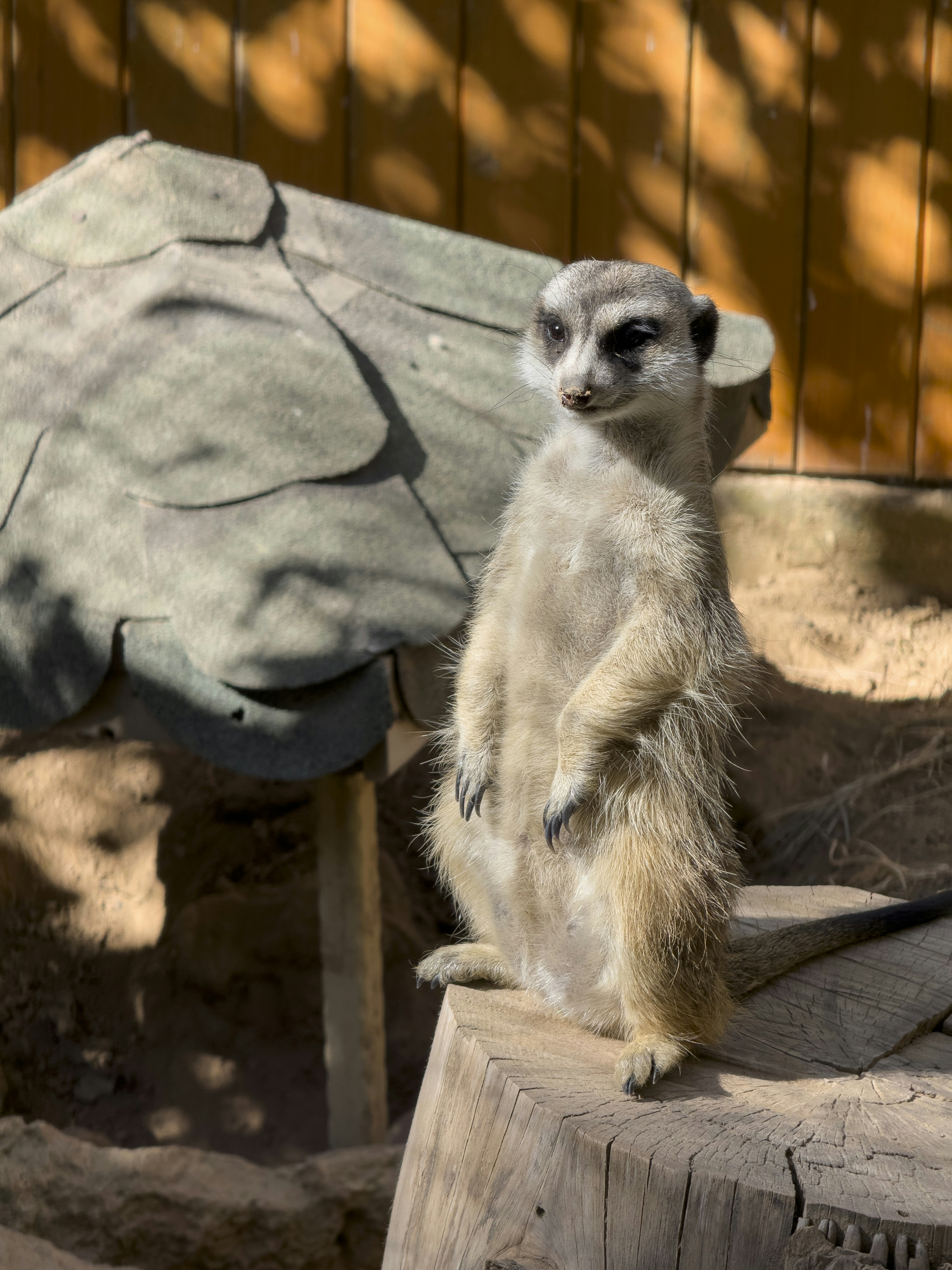 Curious Meerkat Stands Guard on a Sunlit Log