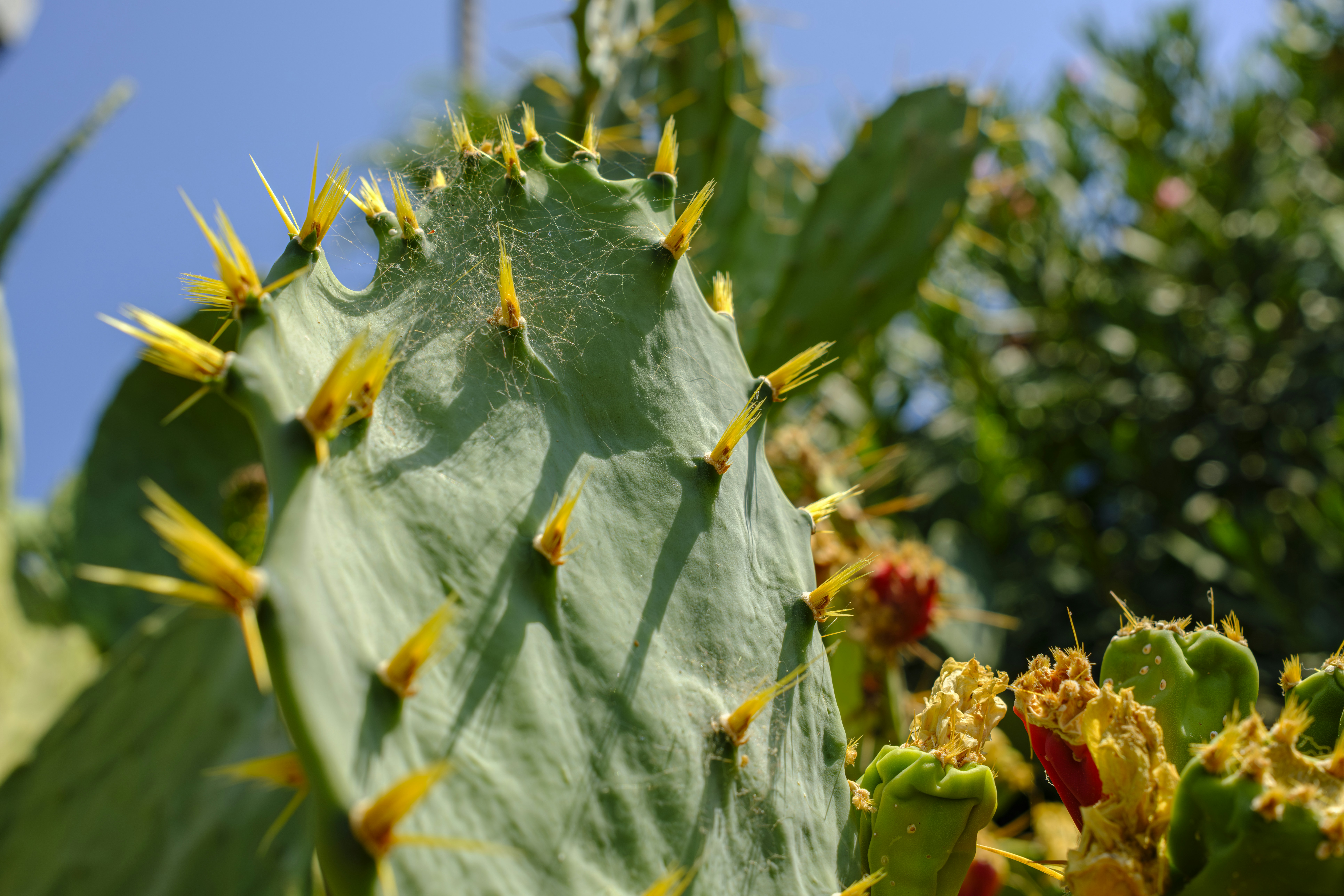 Nature's Resilient Armor: The Cactus's Prickly Defense