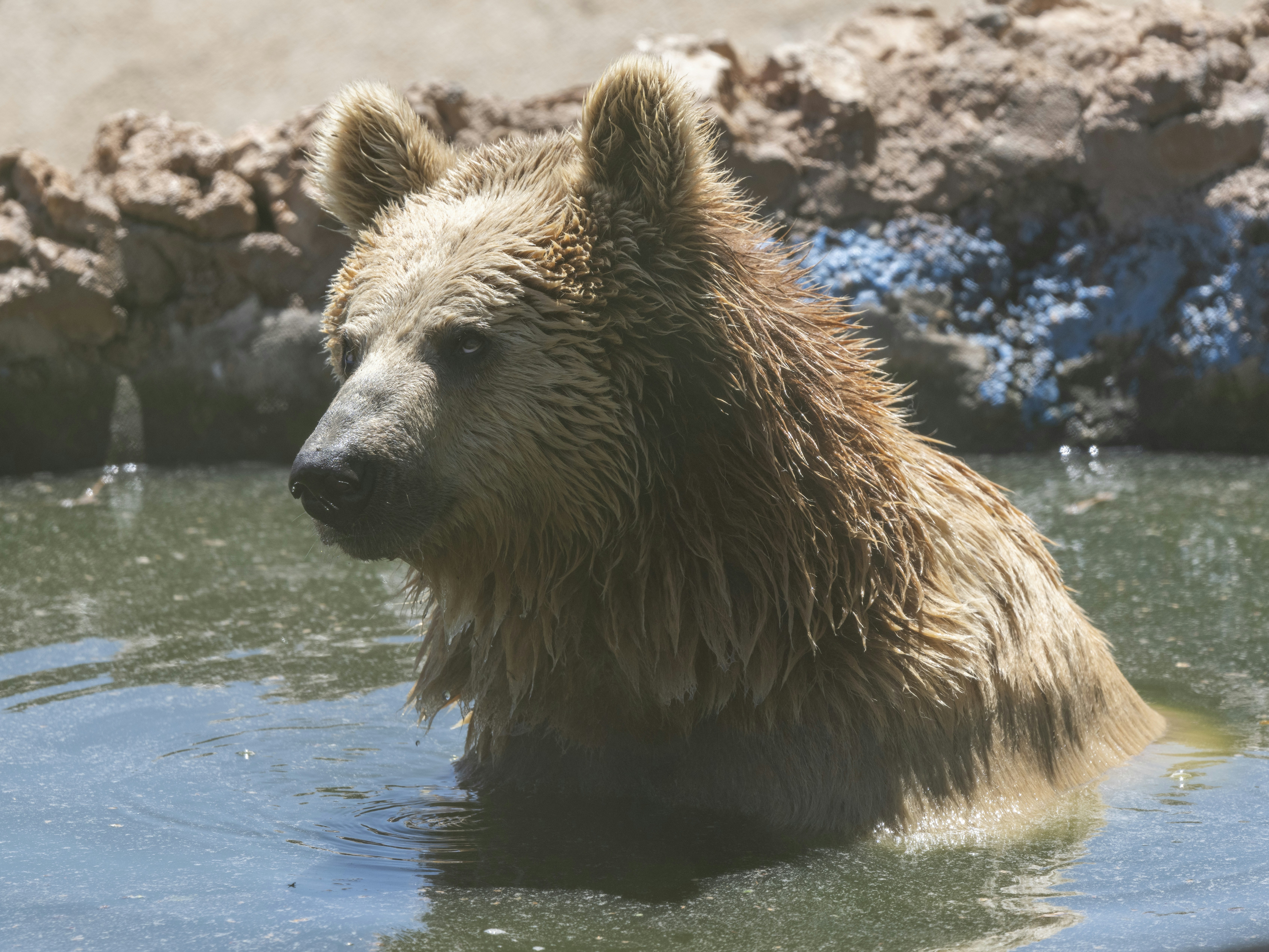 A bear emerges from the water, droplets glistening on its fur, surrounded by a rocky backdrop. The scene captures the tranquility of wildlife in its natural habitat.