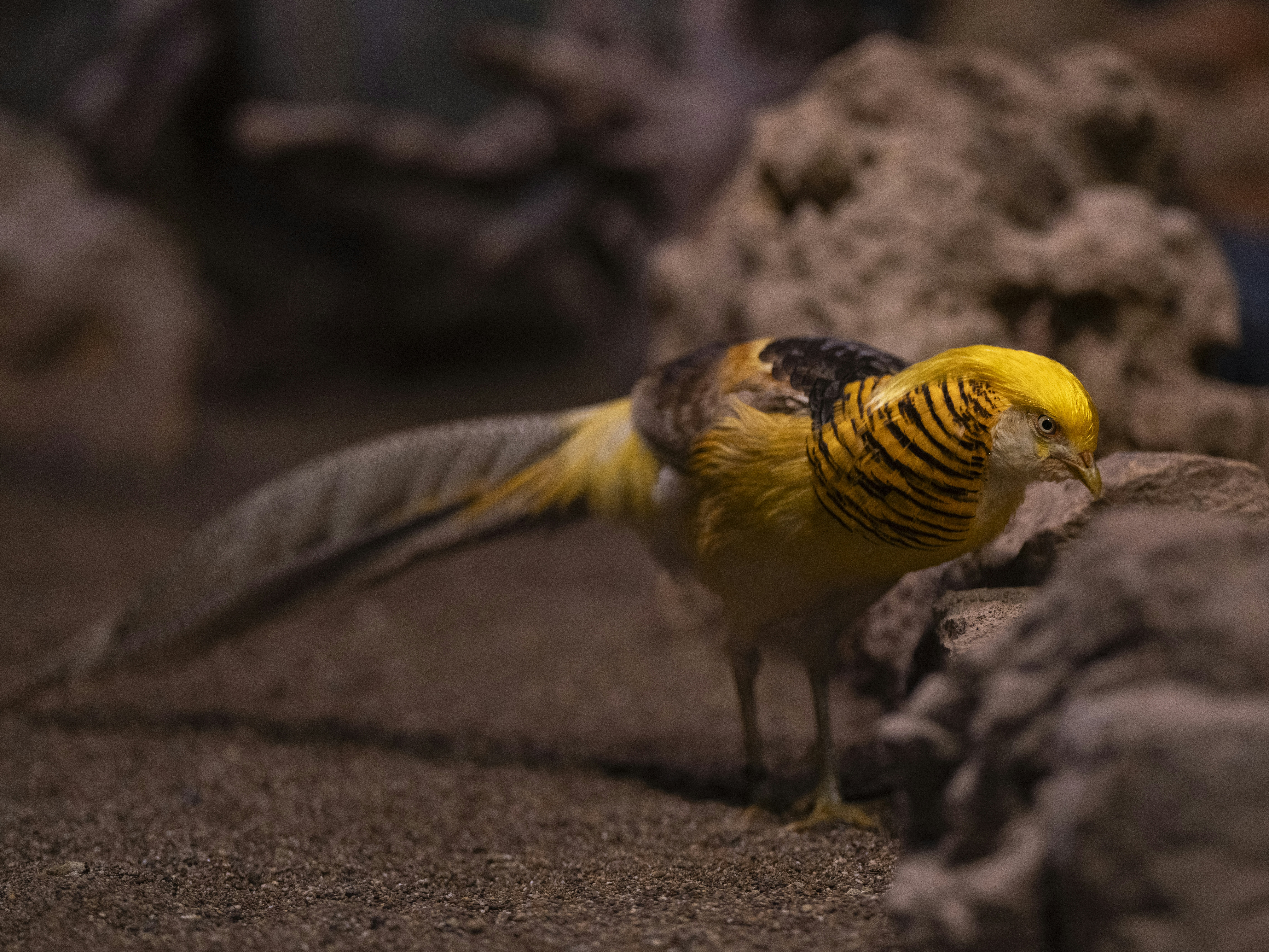 beautiful peacock bird strolling outdoors | A golden pheasant with long tail feathers