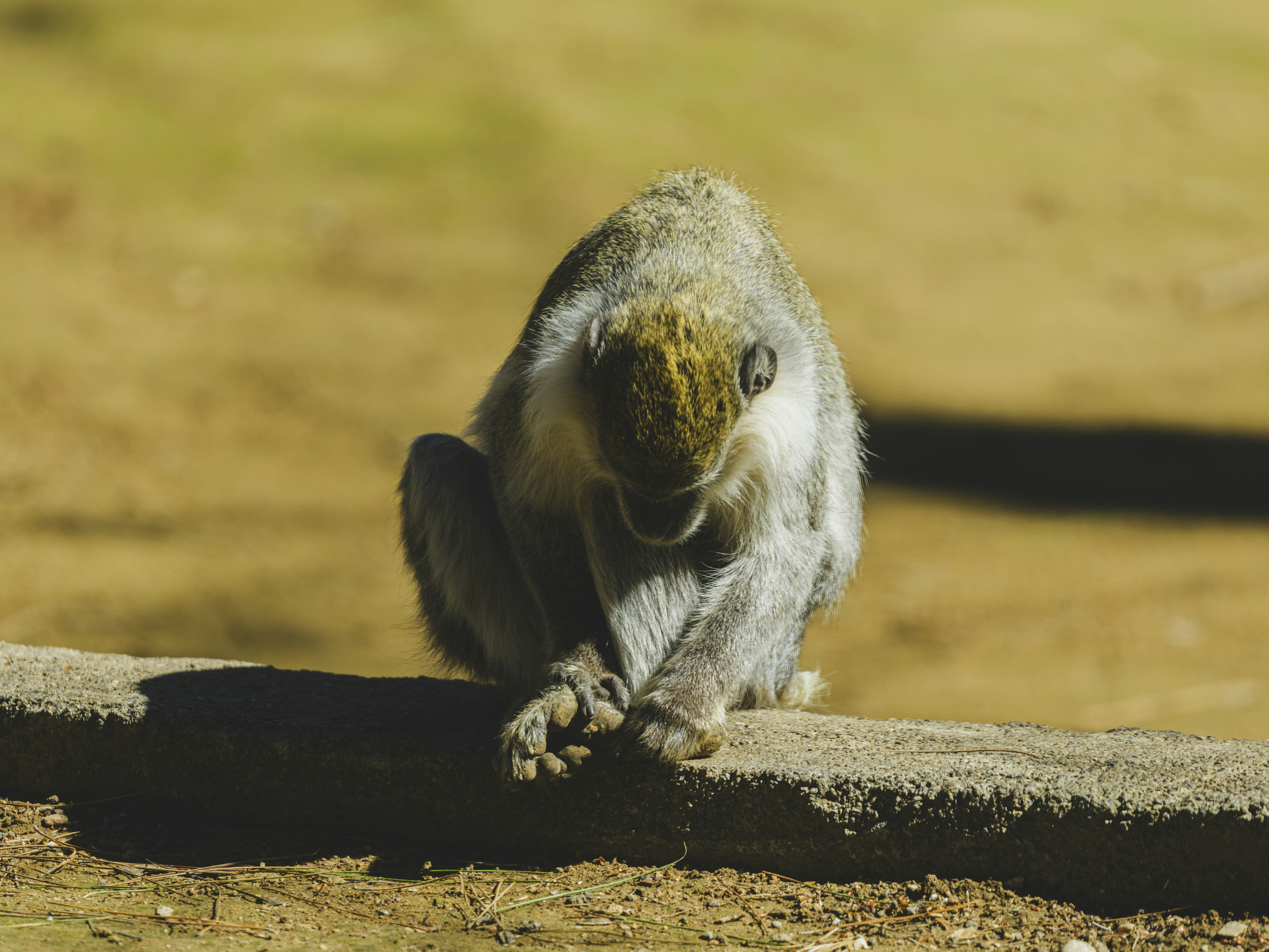 playful monkey in zoo enclosure | A monkey sitting on a log, head down.
