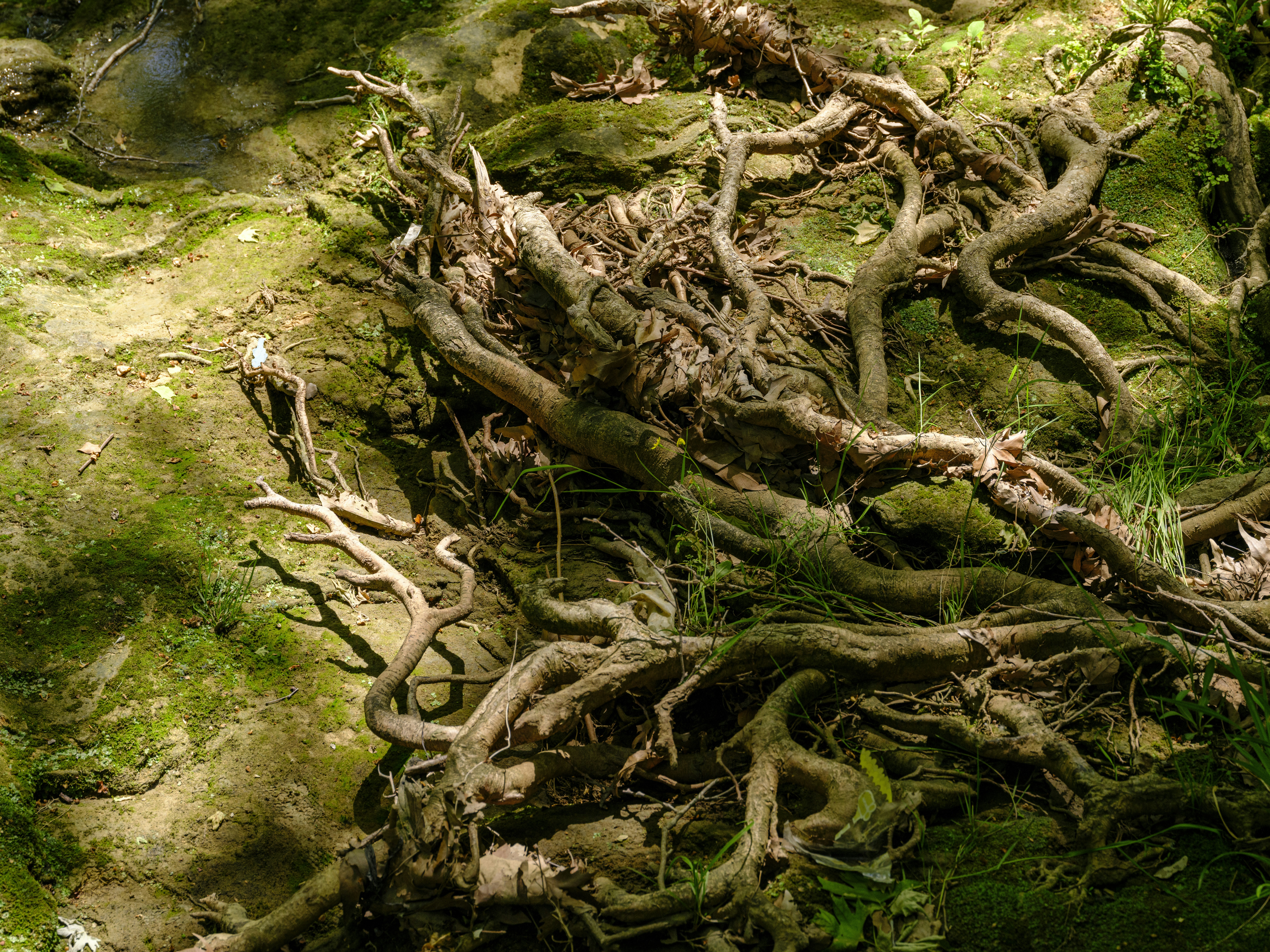 textured tree roots spreading across forest floor | Exposed tree roots intertwined on mossy ground