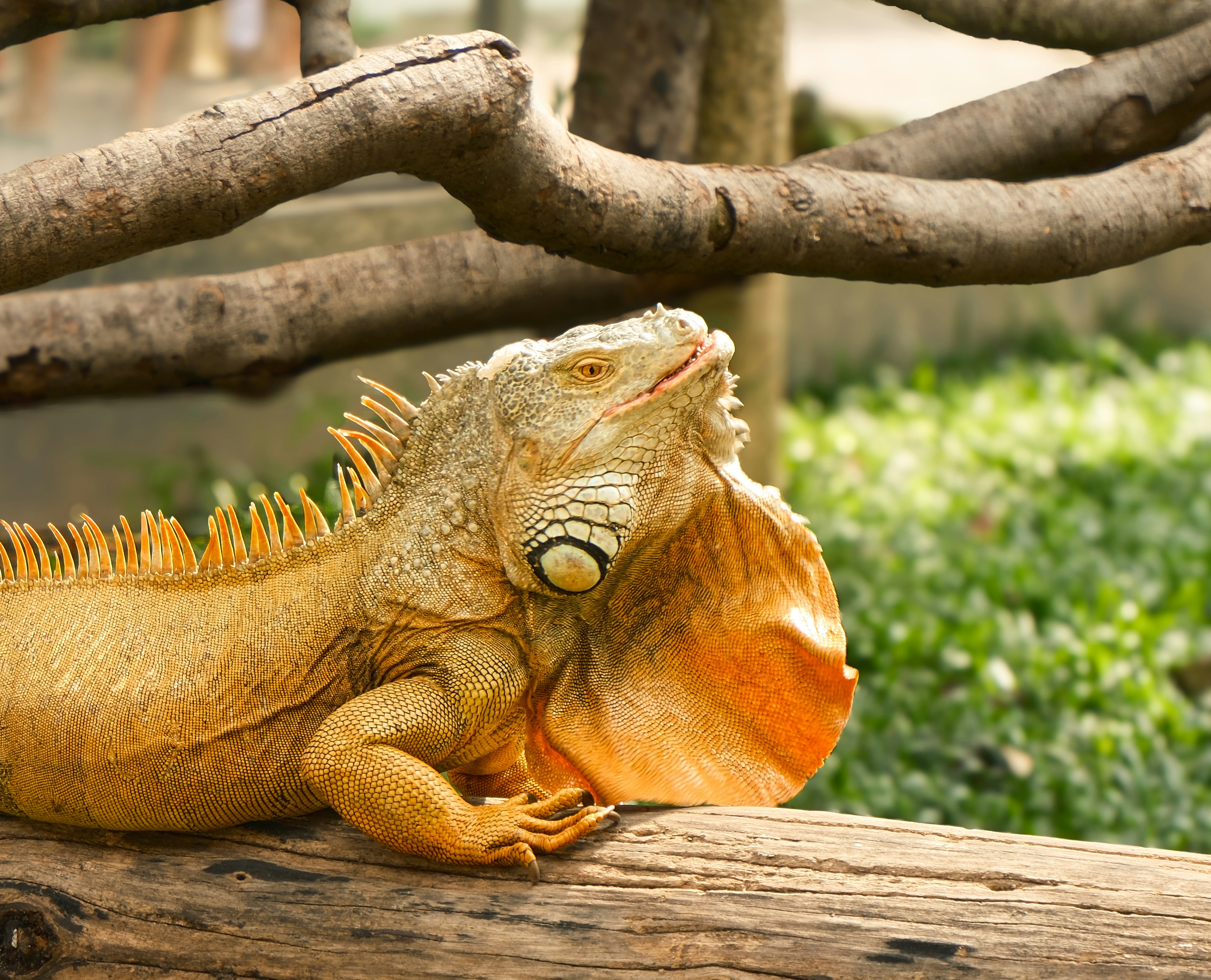 An orange iguana rests on a tree branch.