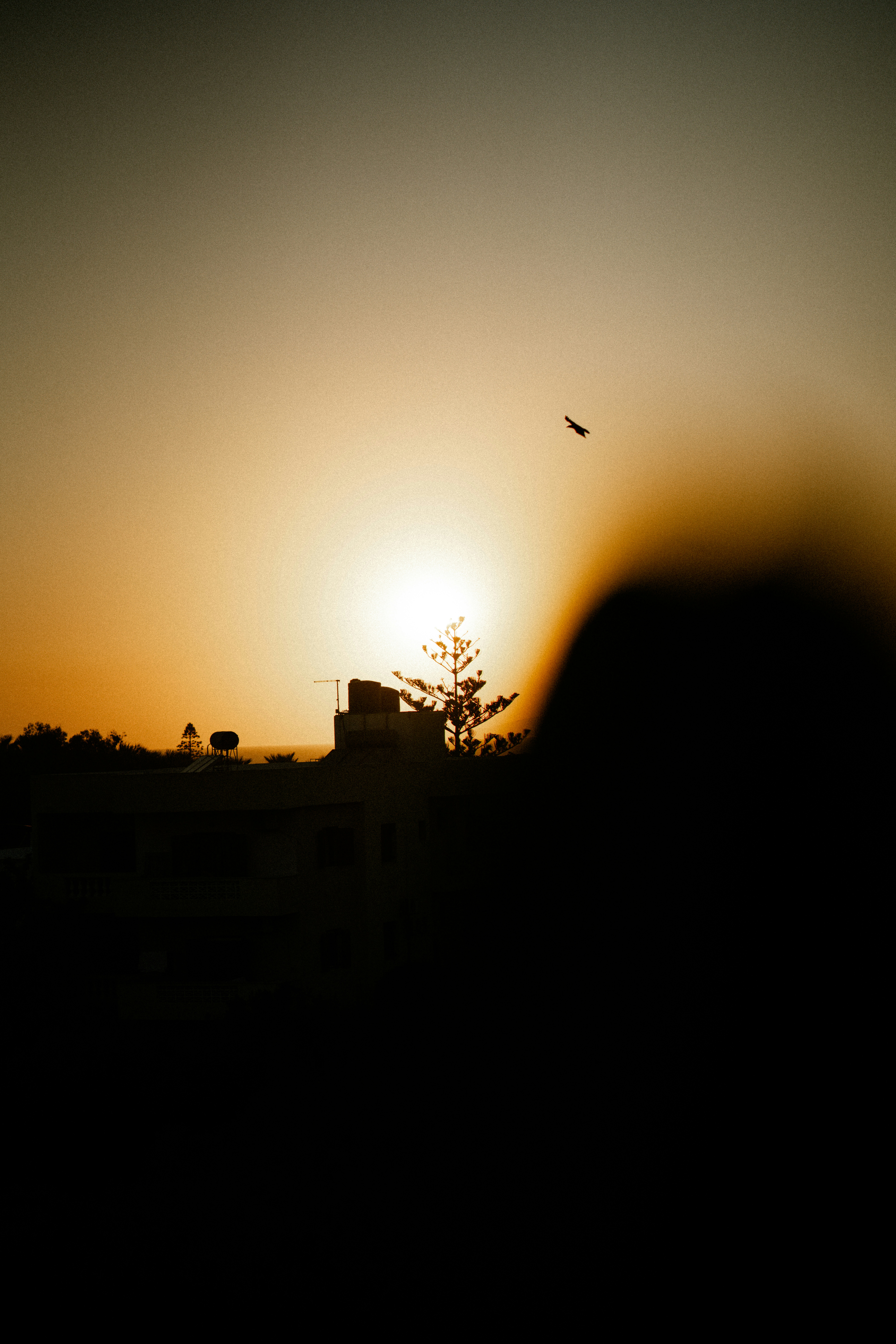 Silhouette of Serenity: A Sunset's Embrace