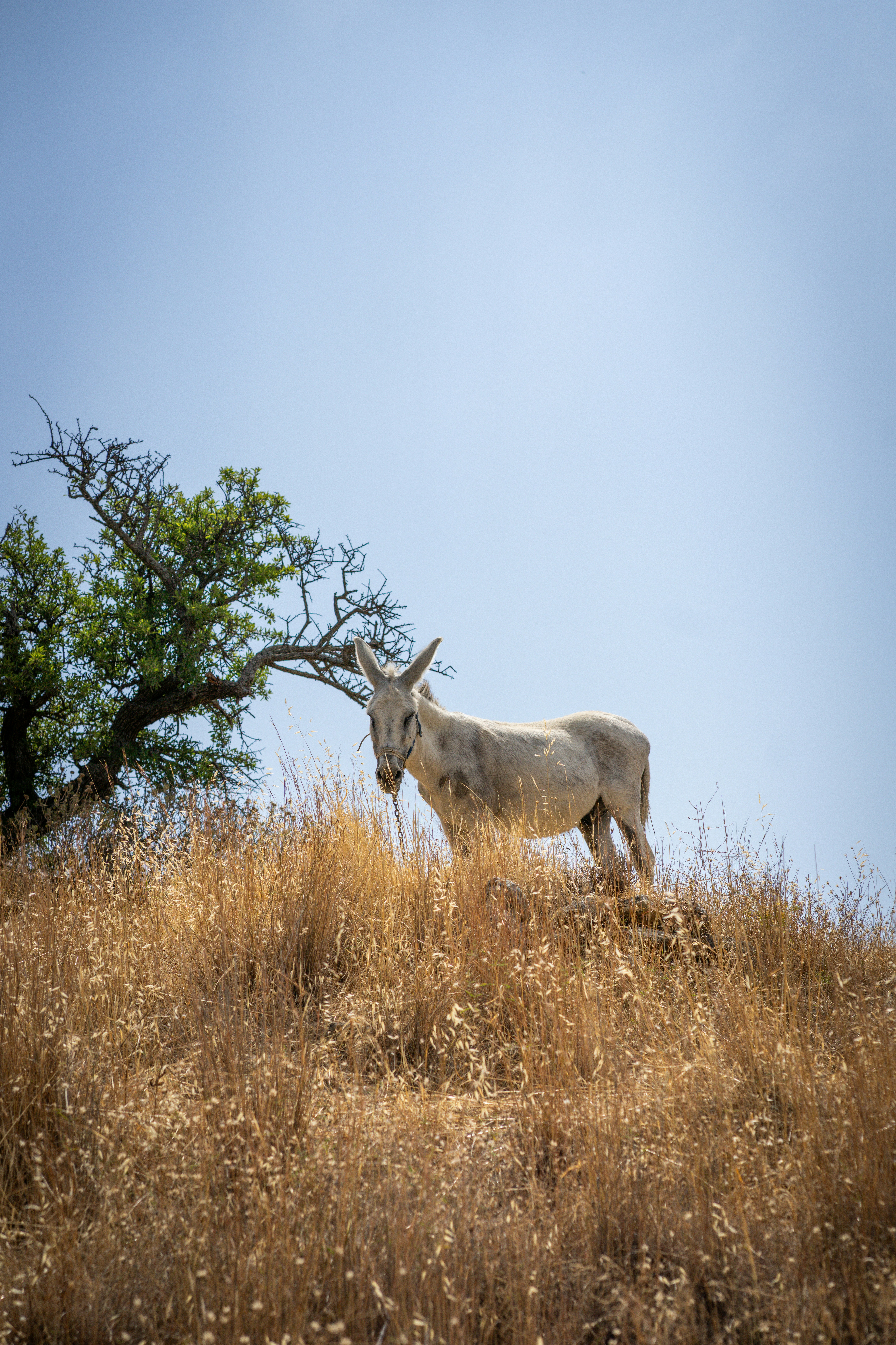 The Silent Sentinel of the Hillside