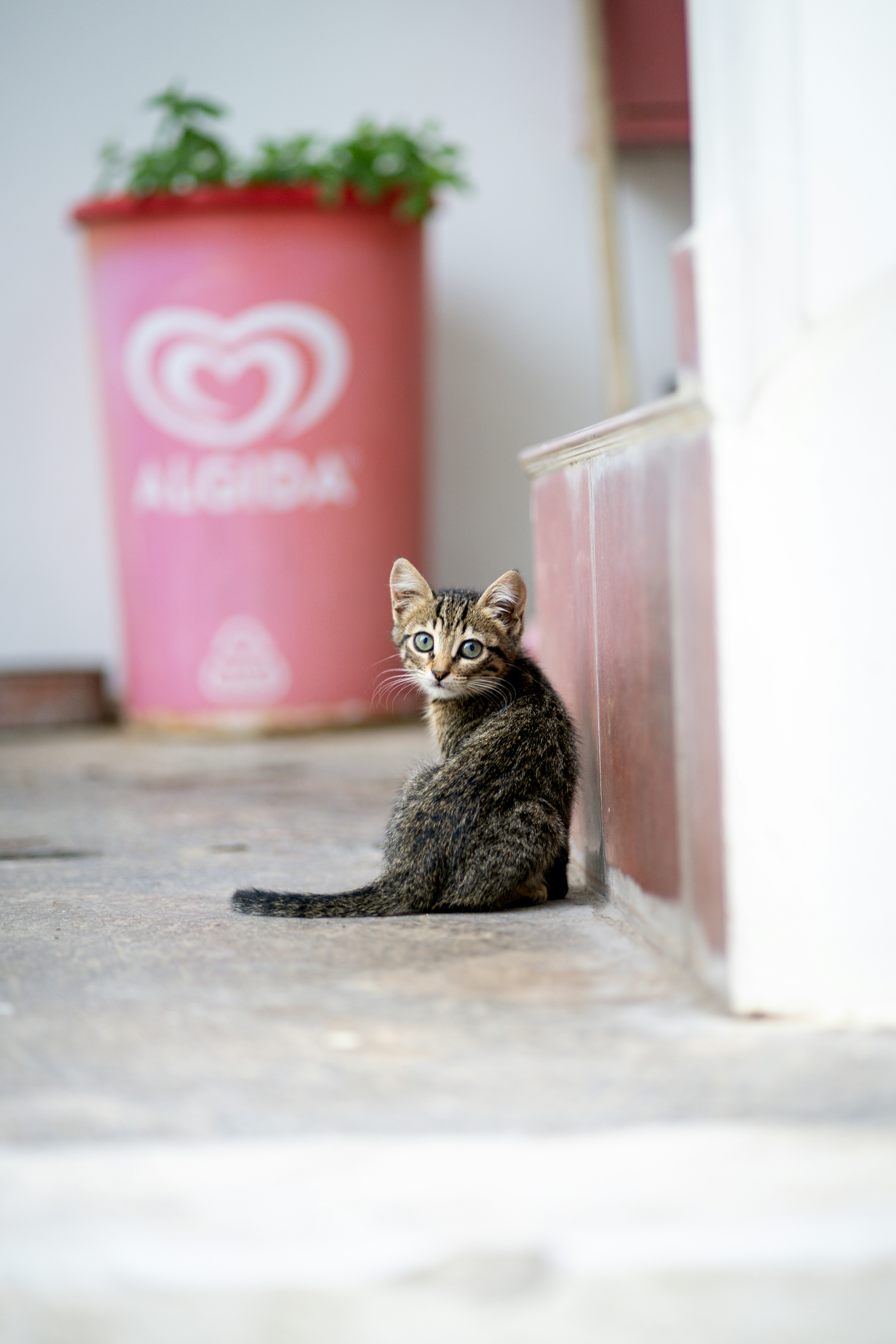 Whiskered Curiosity in Urban Serenity