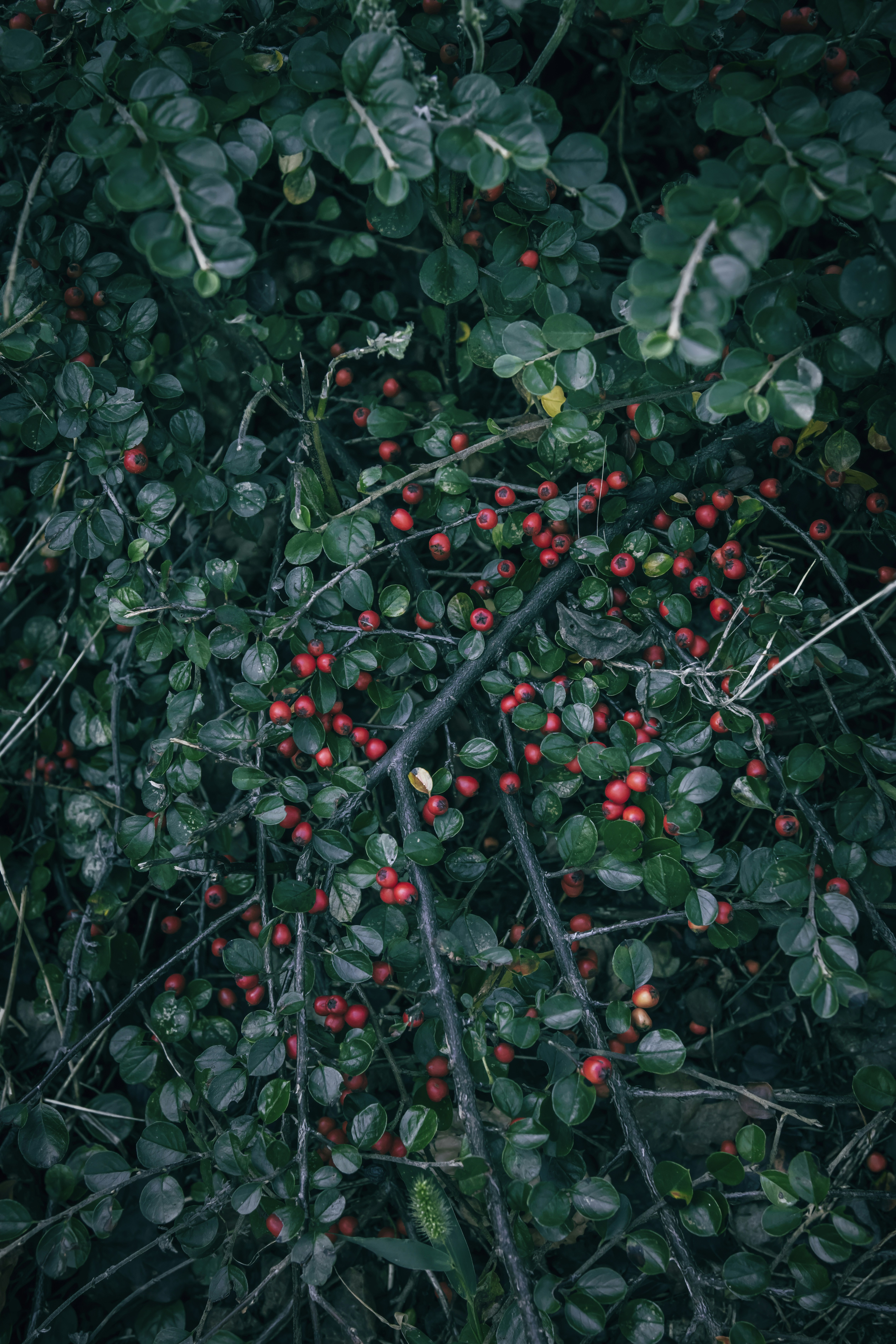 Crimson Orbs Among Emerald Thickets