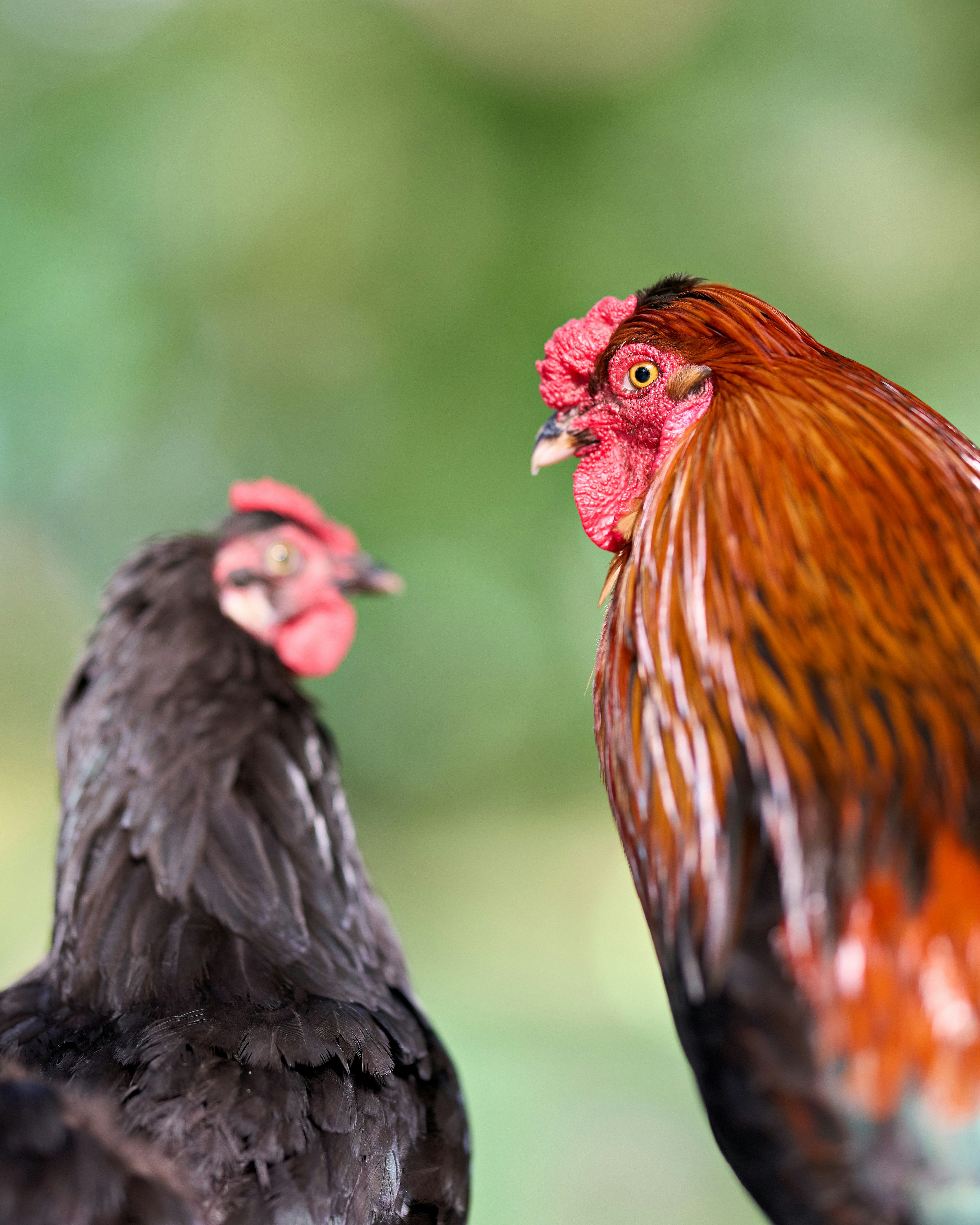 Feathered Dialogues: A Study in Color and Character